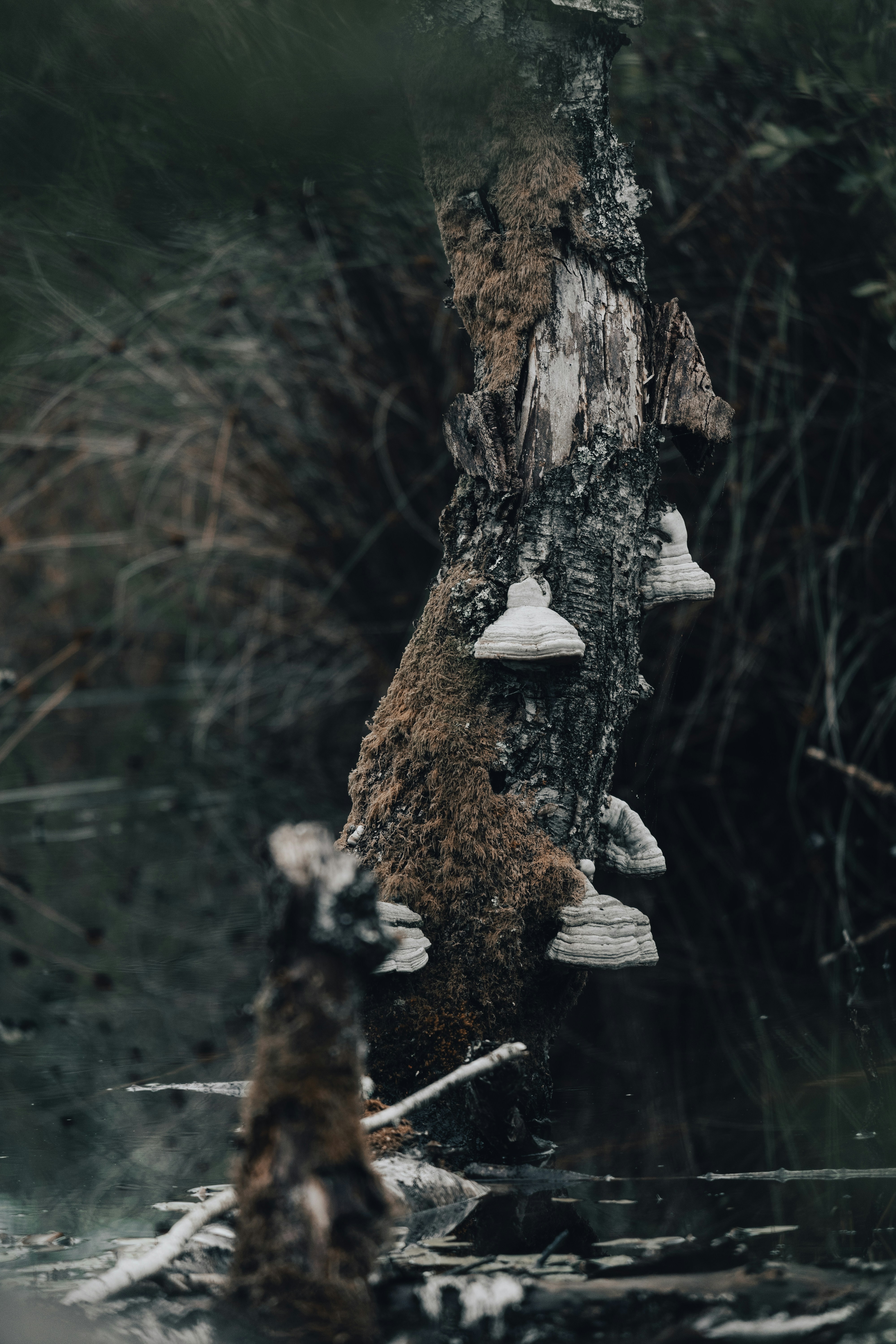 Shelf Fungi on a Moss-Cloaked Trunk: A Quiet Forest Portrait