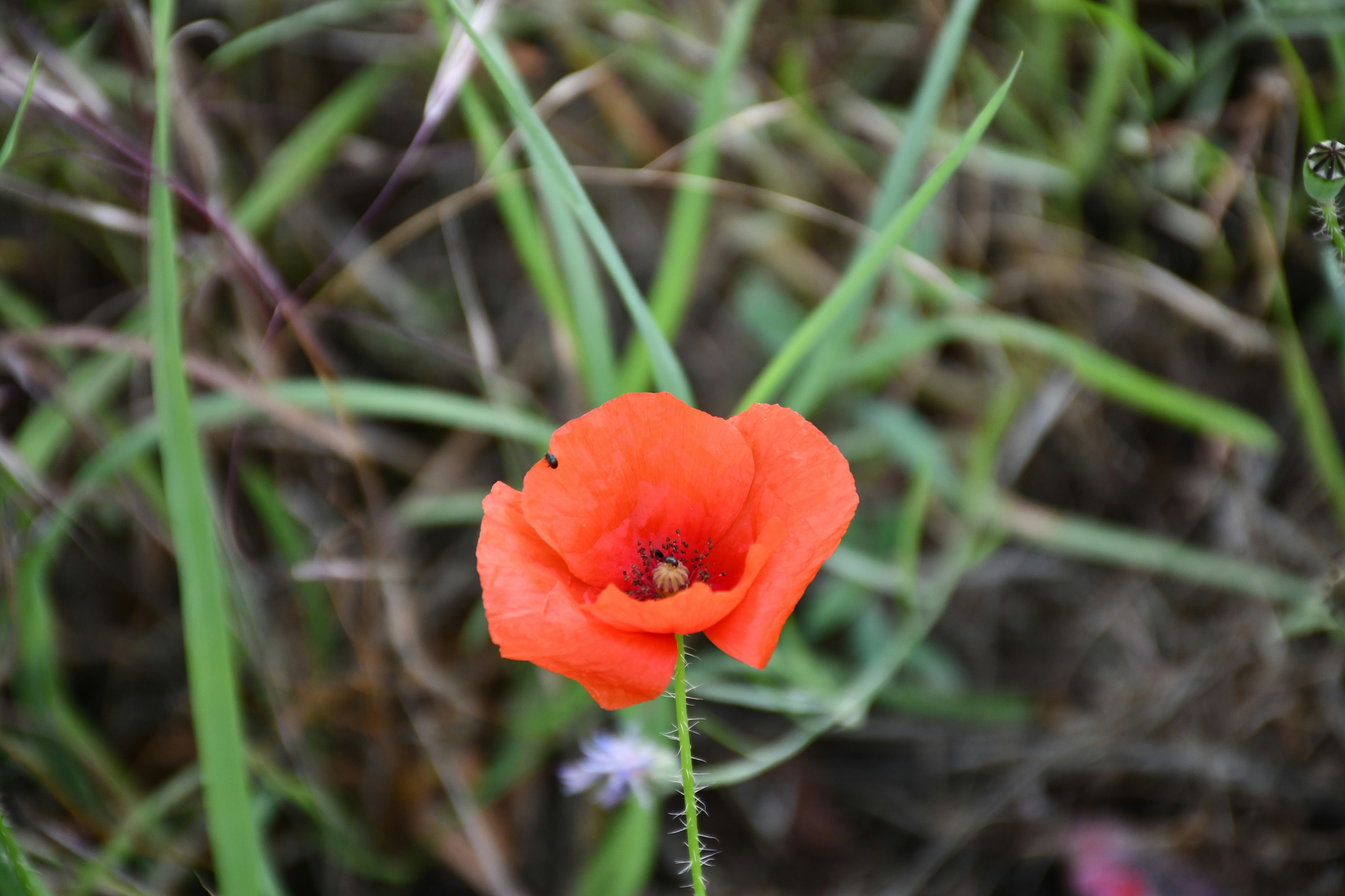 orange flower in tilt shift lens