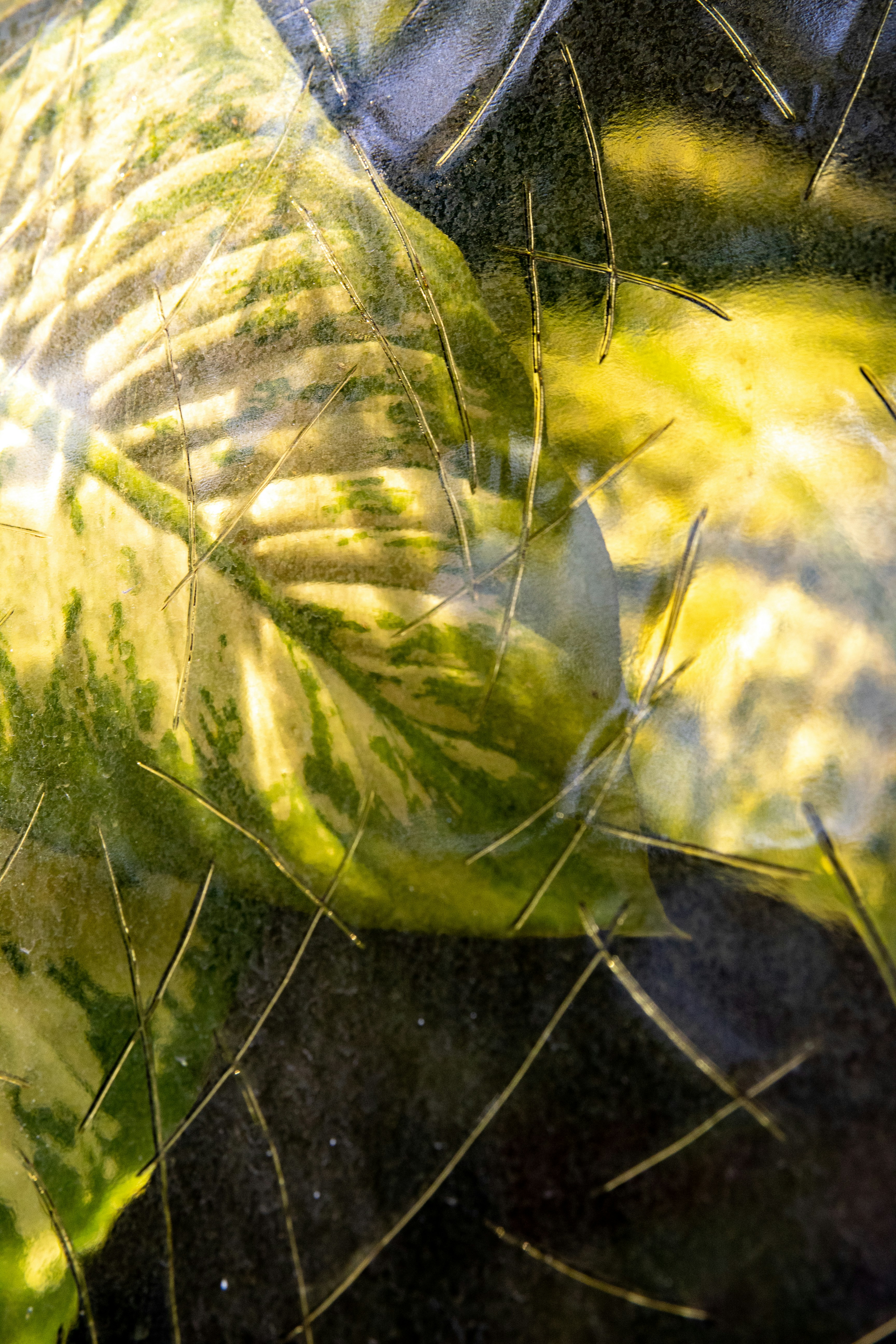 Stripes in Sun: Close-Up of a Watermelon Rind Under a Veil of Threads