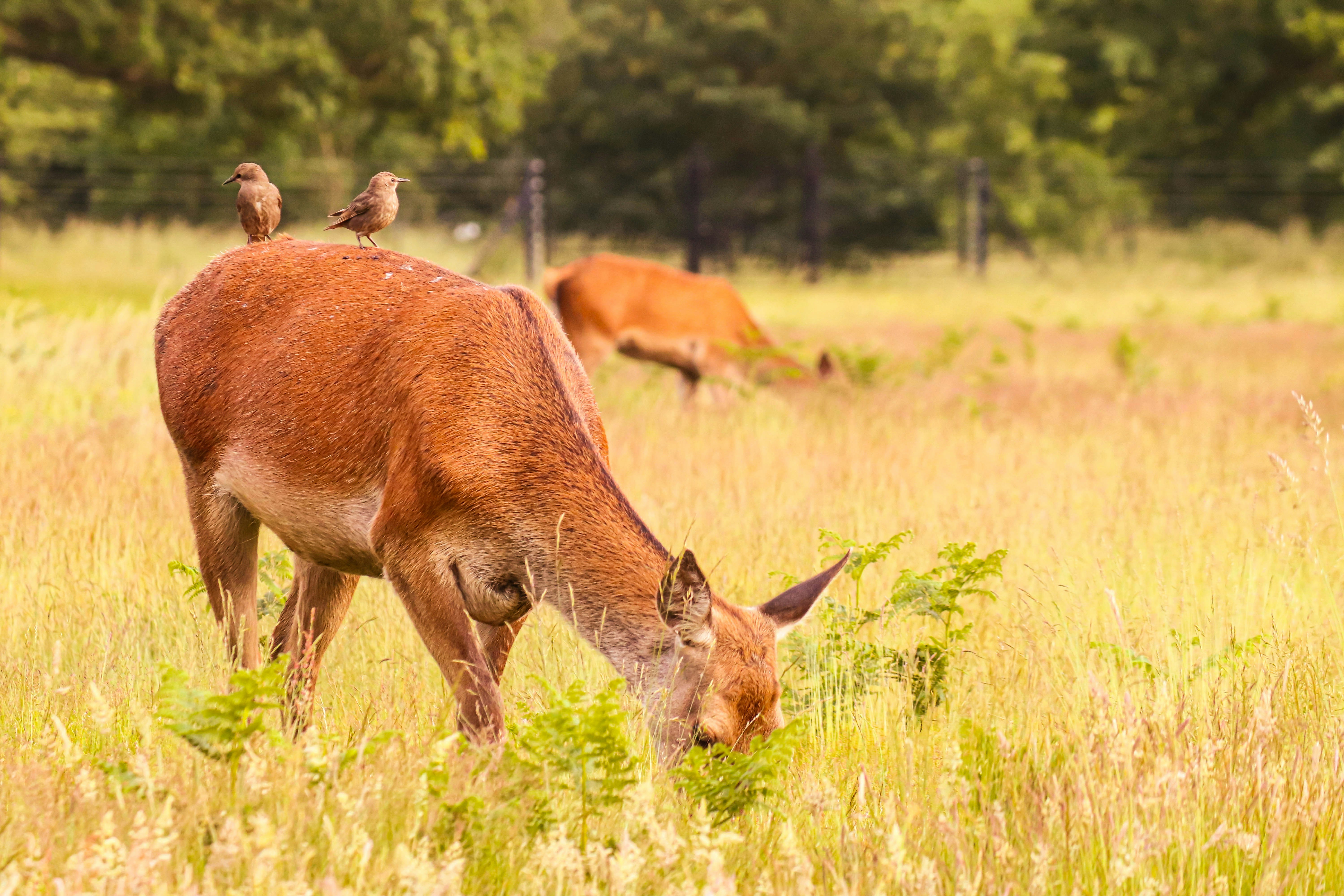 A deer grazes in the long grass of Bushy Park, accompanied by two birds perching on it's back.