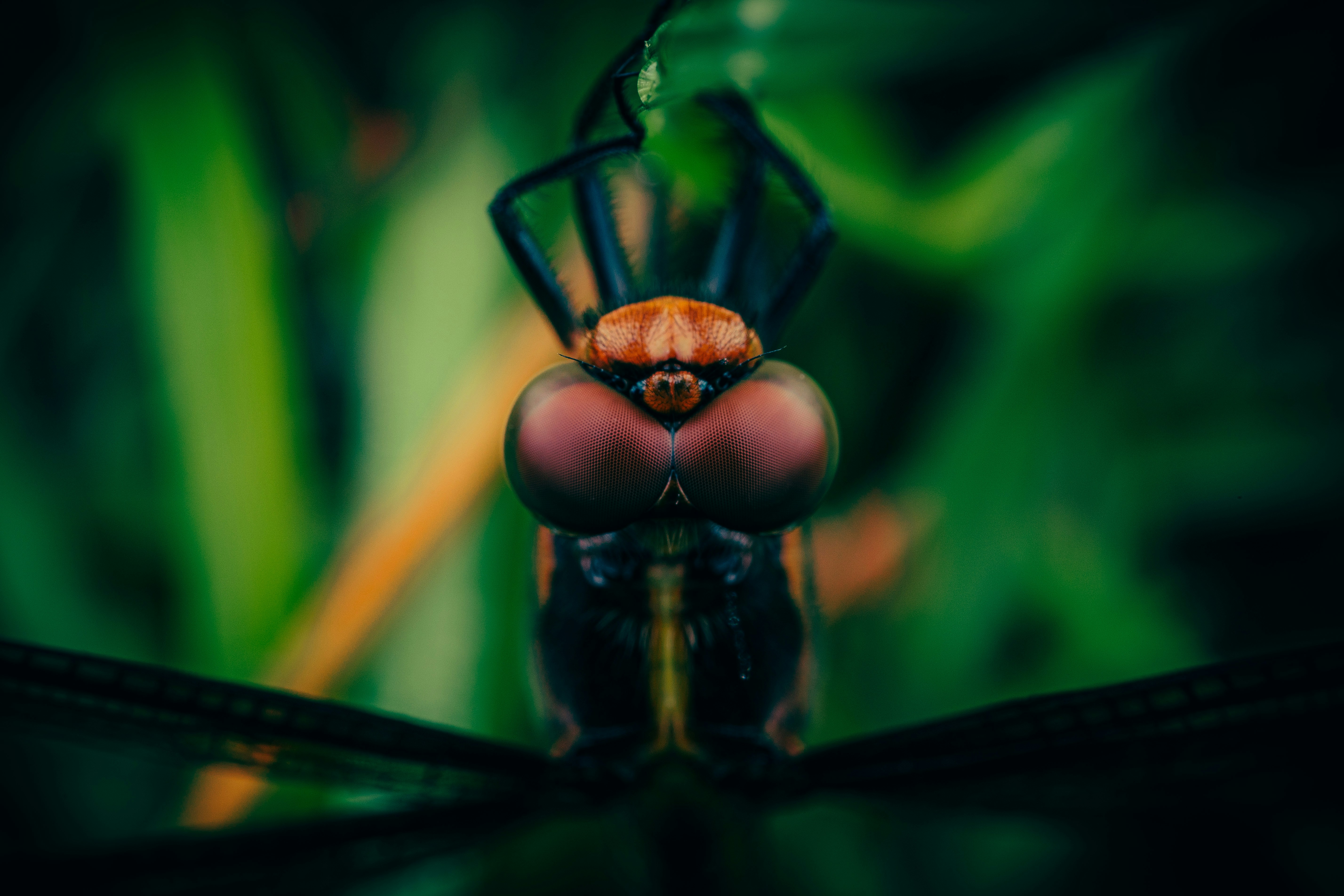 Gaze Beneath the Veil: Macro Dragonfly Head Portrait