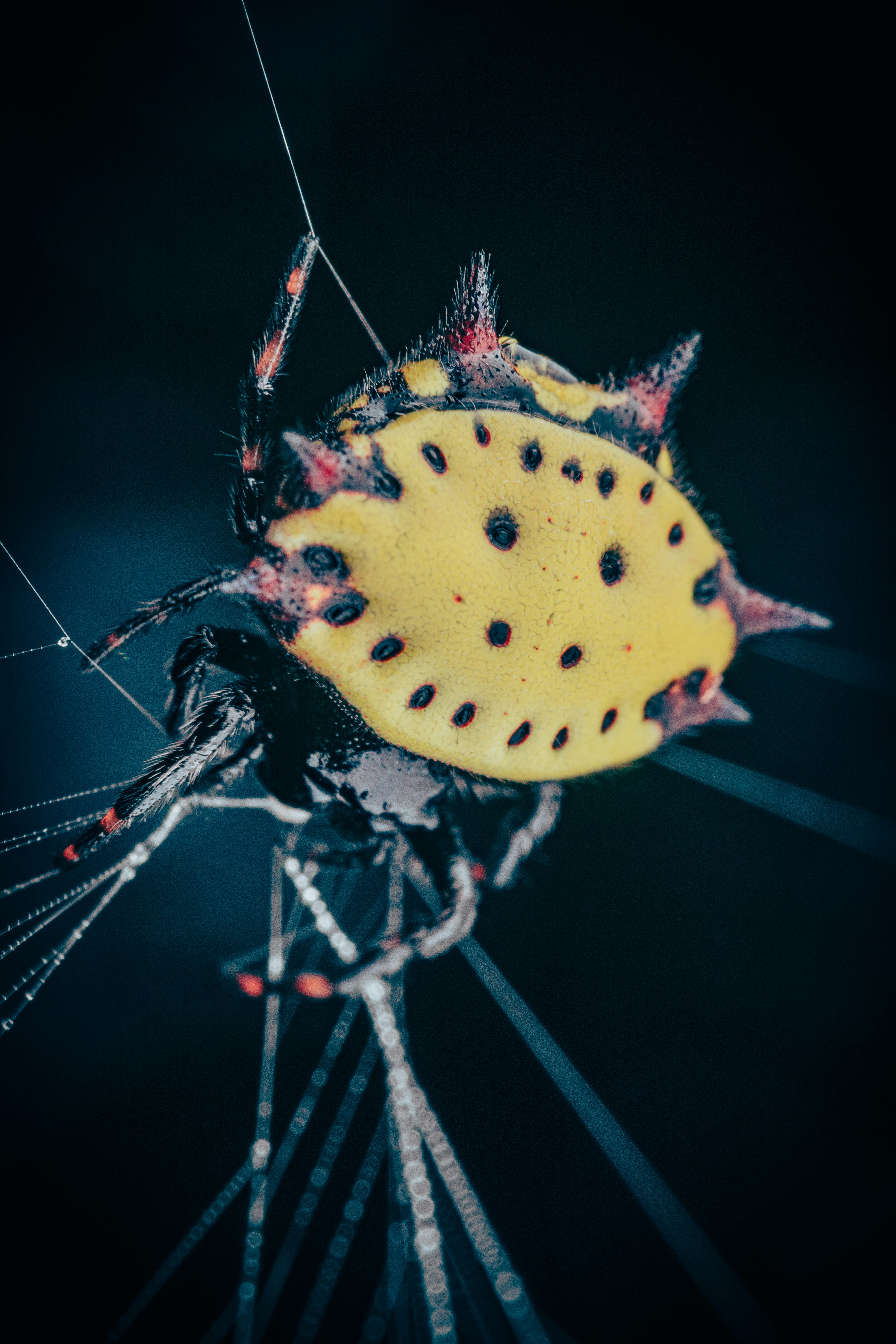 Araignée jaune et noire sur toile en gros plan photo – Photo La nature ...