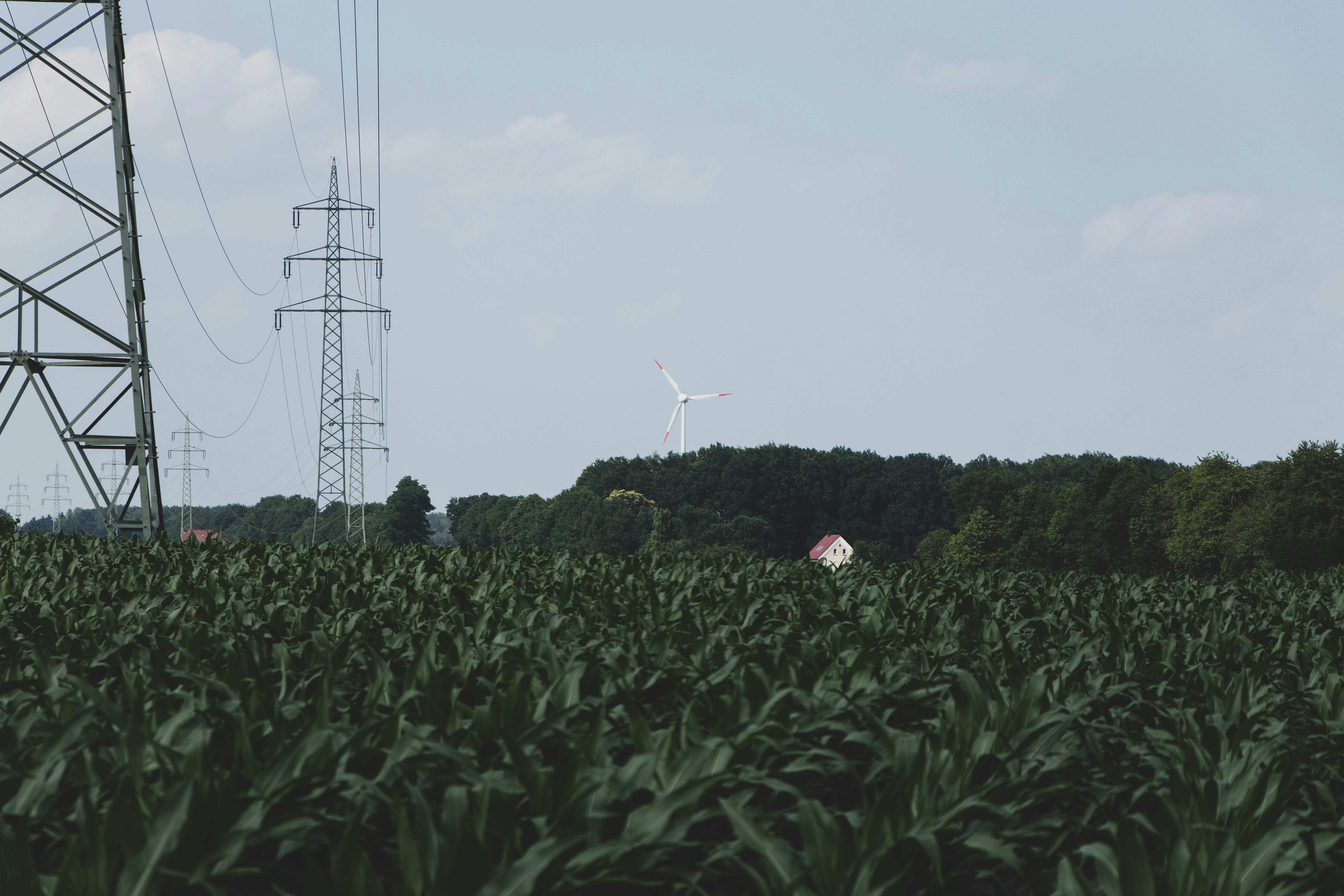 Vast green cornfield under a clear sky, with a wind turbine and power lines in the background, showcasing the blend of agriculture and renewable energy.