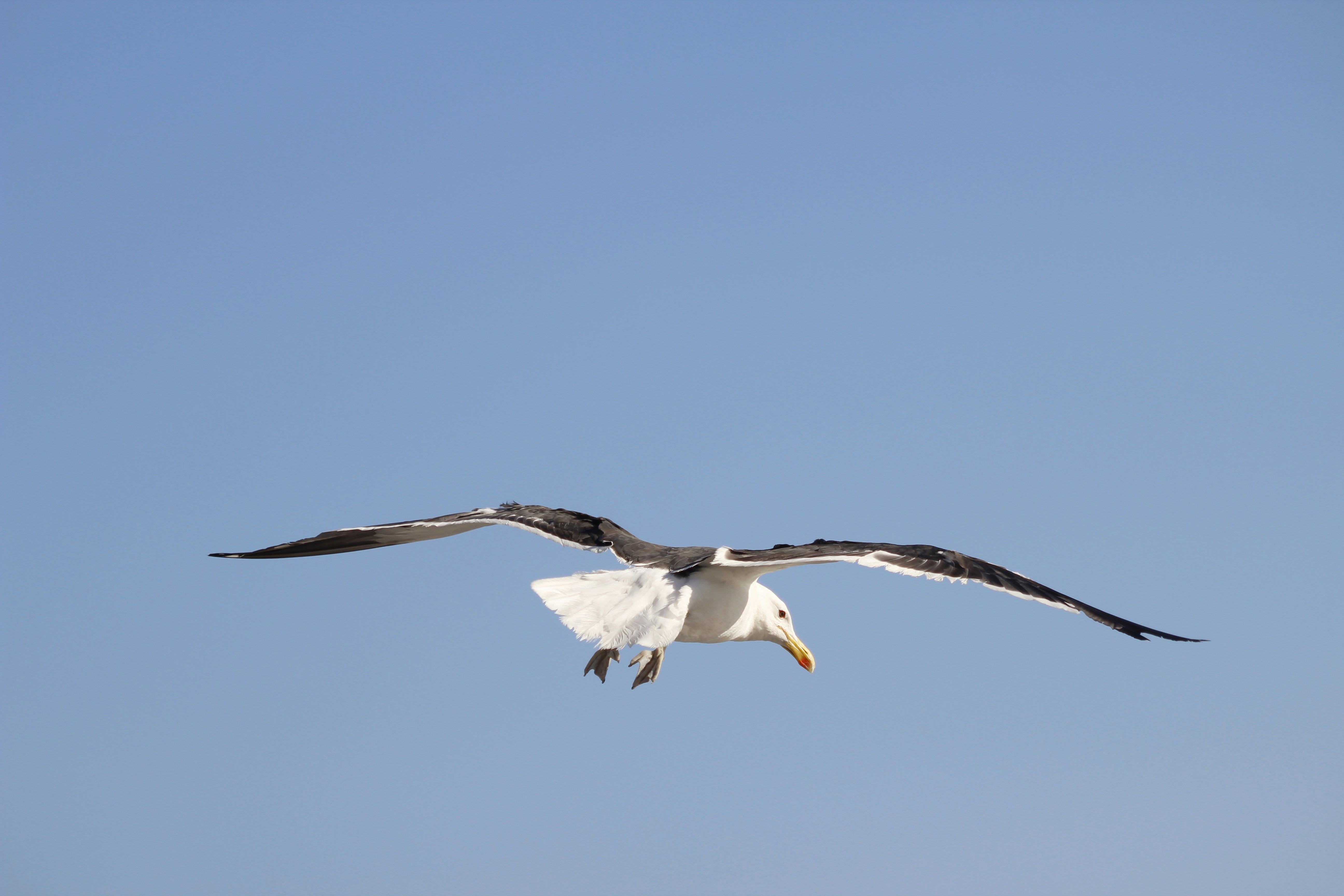 Seagull soaring gracefully against a clear blue sky, wings extended wide. The image captures the essence of freedom and nature's beauty.