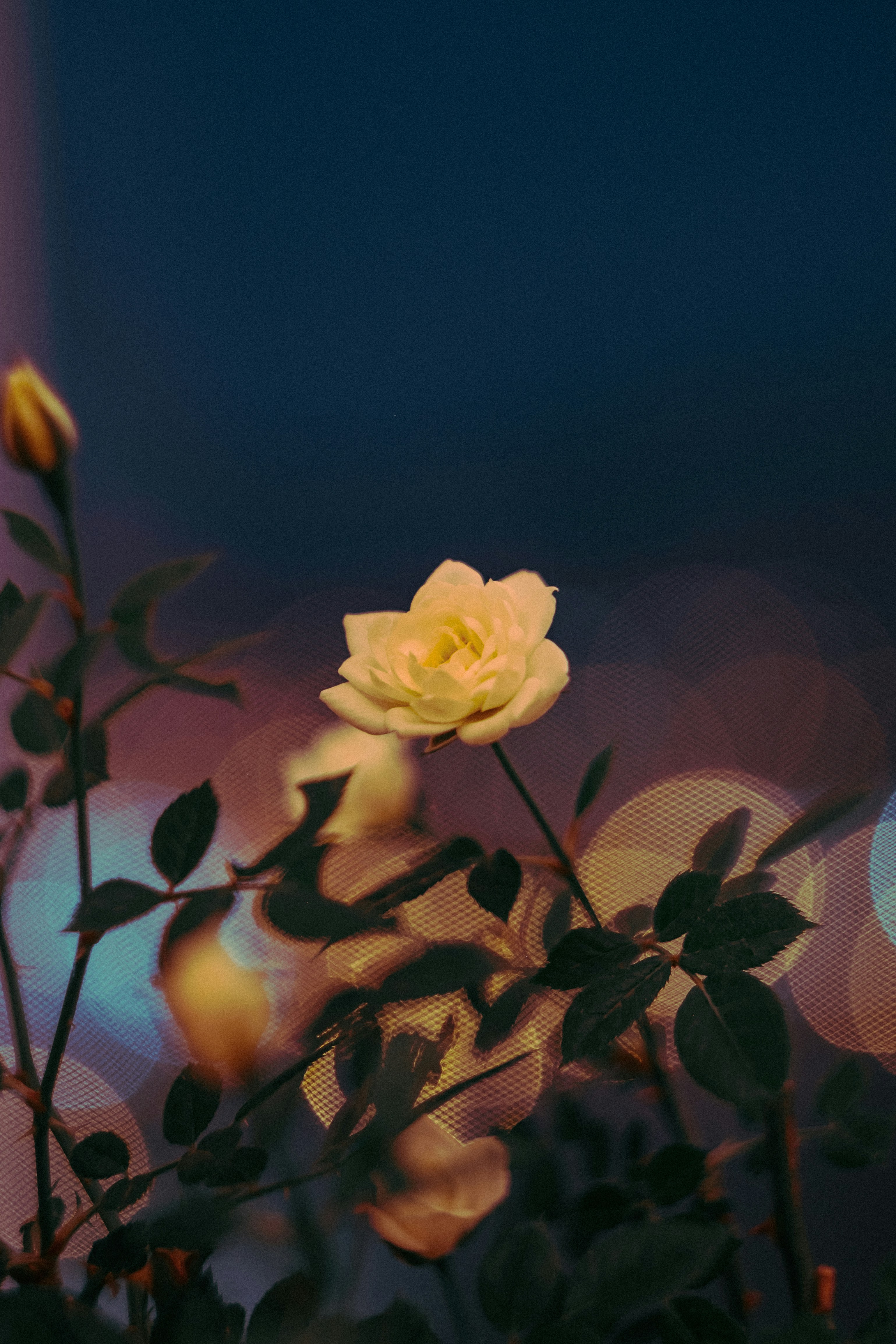A delicate white rose stands out against a softly blurred backdrop of city lights at dusk.
