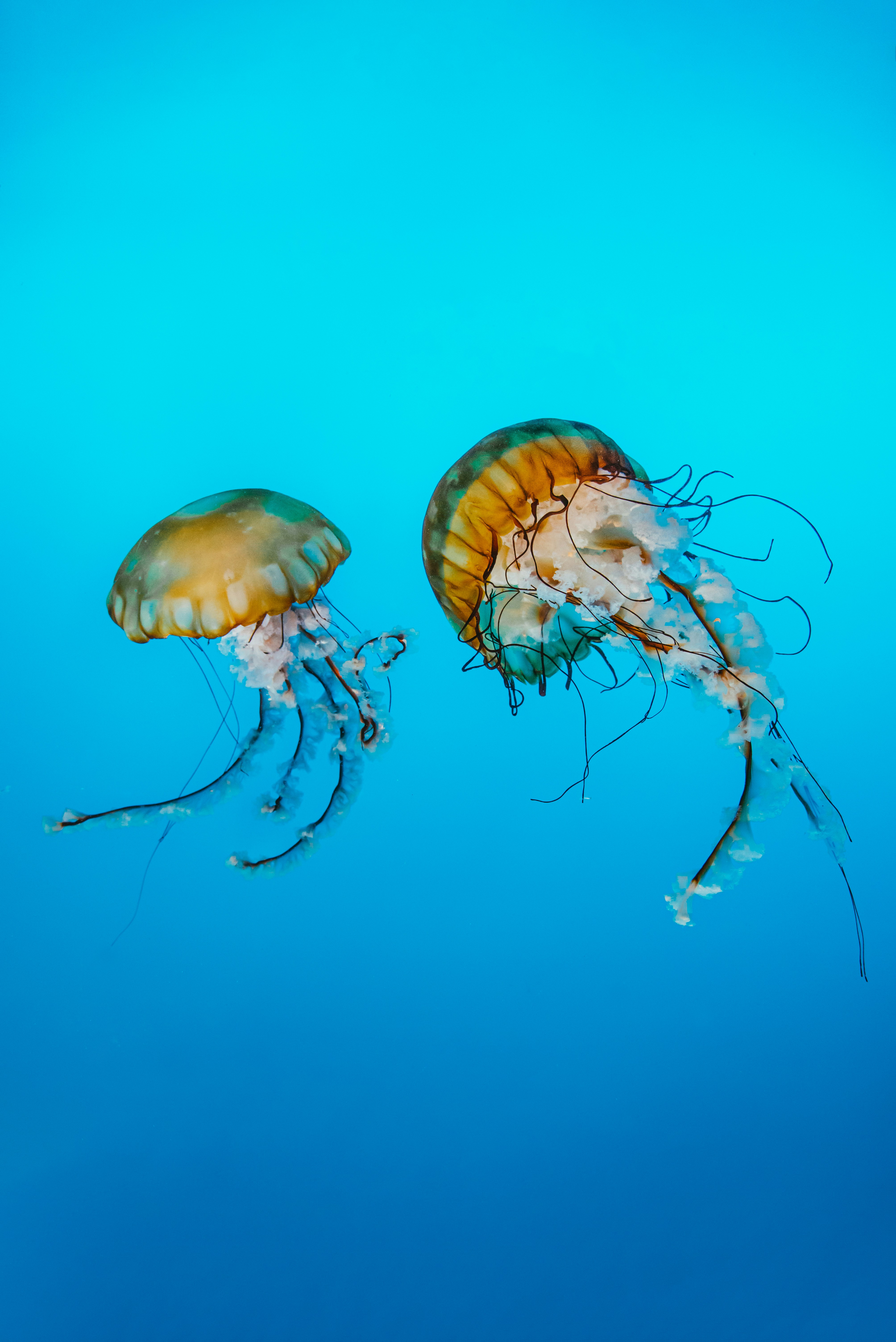 Méduse bleue dans l’eau bleue photo – Photo La nature Gratuite sur Unsplash