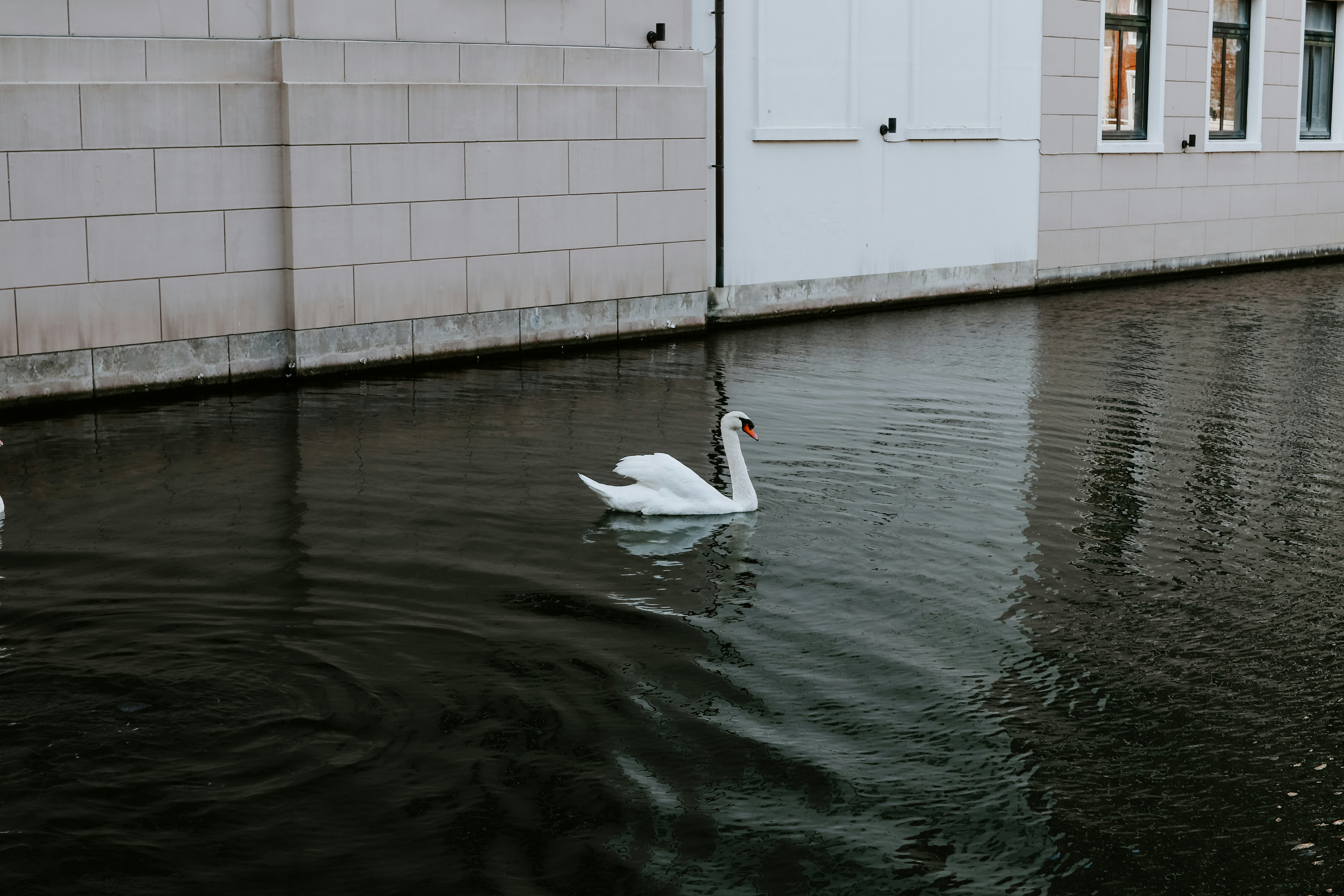 Swan at the Edge of a Pale Canal Wall