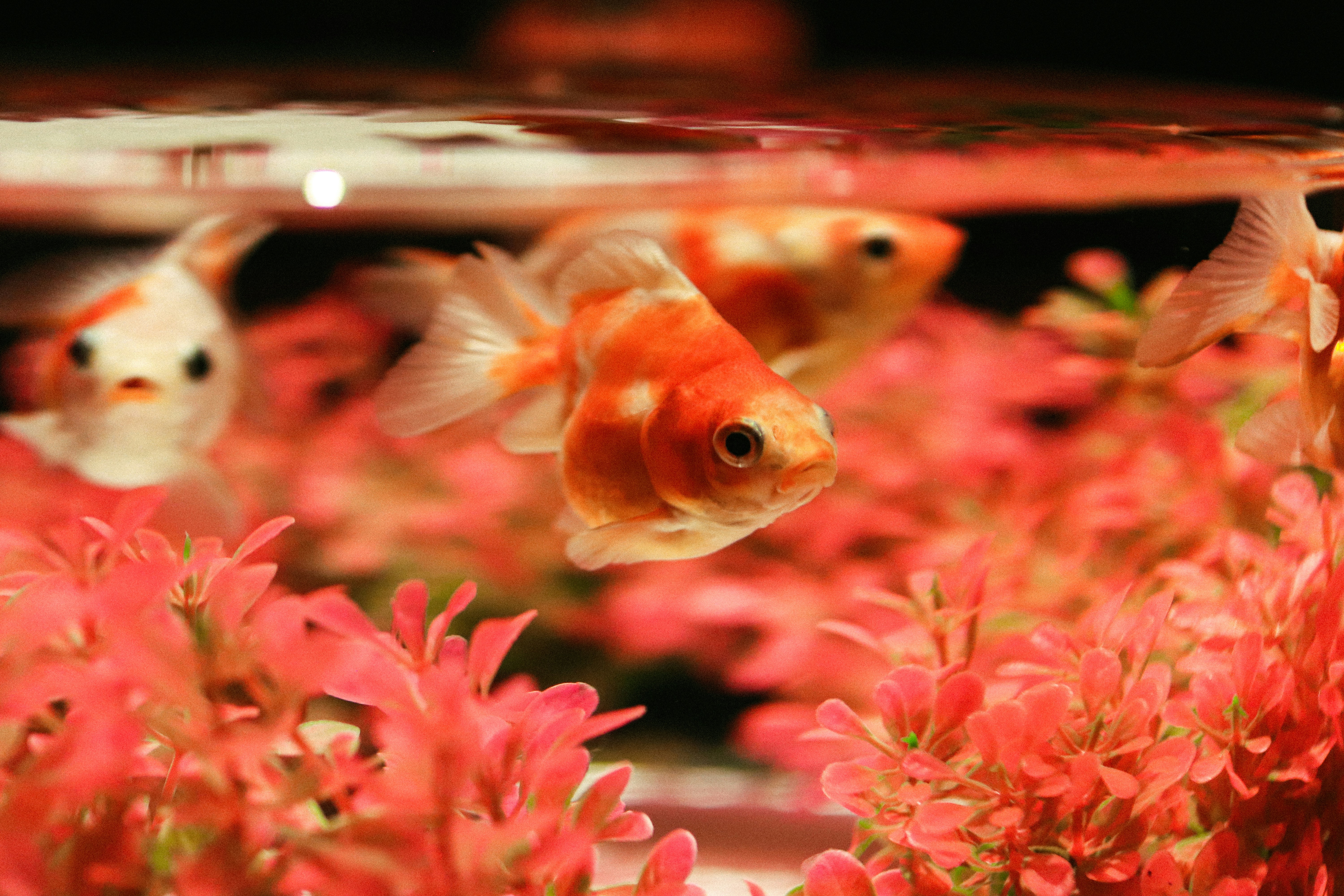 Cute Baby Goldfish