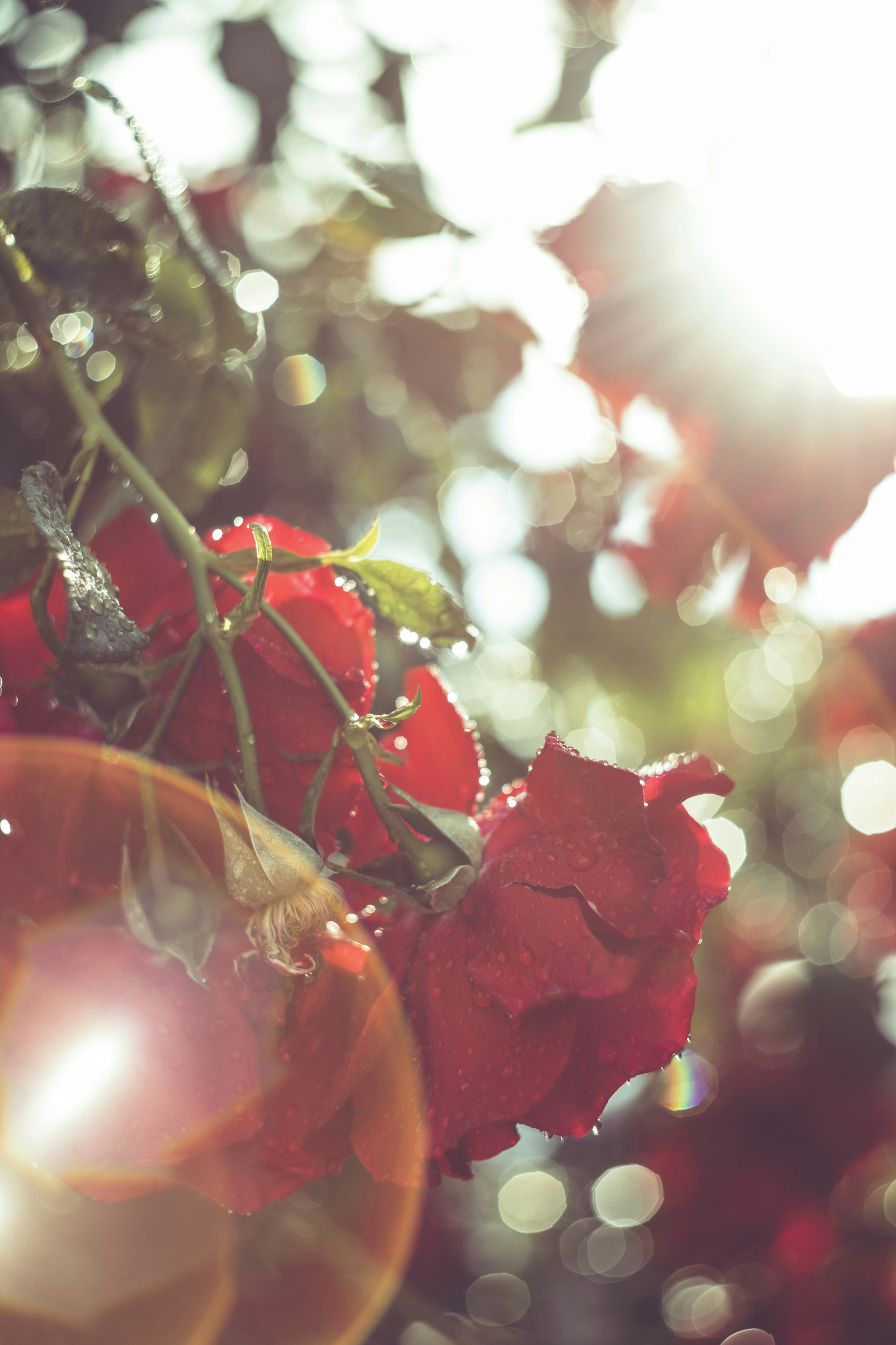 Garden love red rose vintage lens bokeh. Made with analog vintage lens, Helios 44M 2.0 58mm (Year: 1977)
