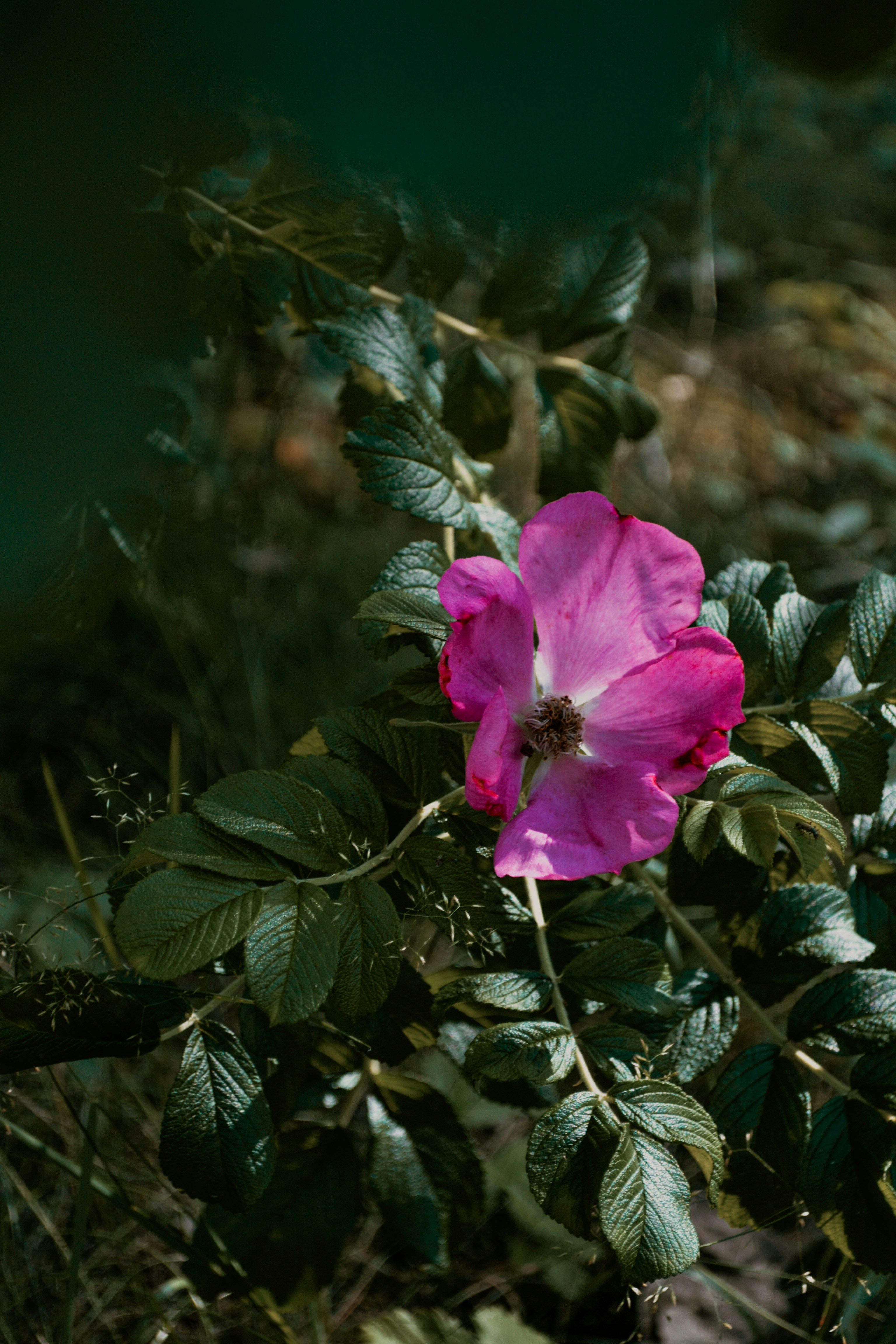 Vibrant pink flower emerging from lush green foliage, showcasing the beauty of nature's design.
