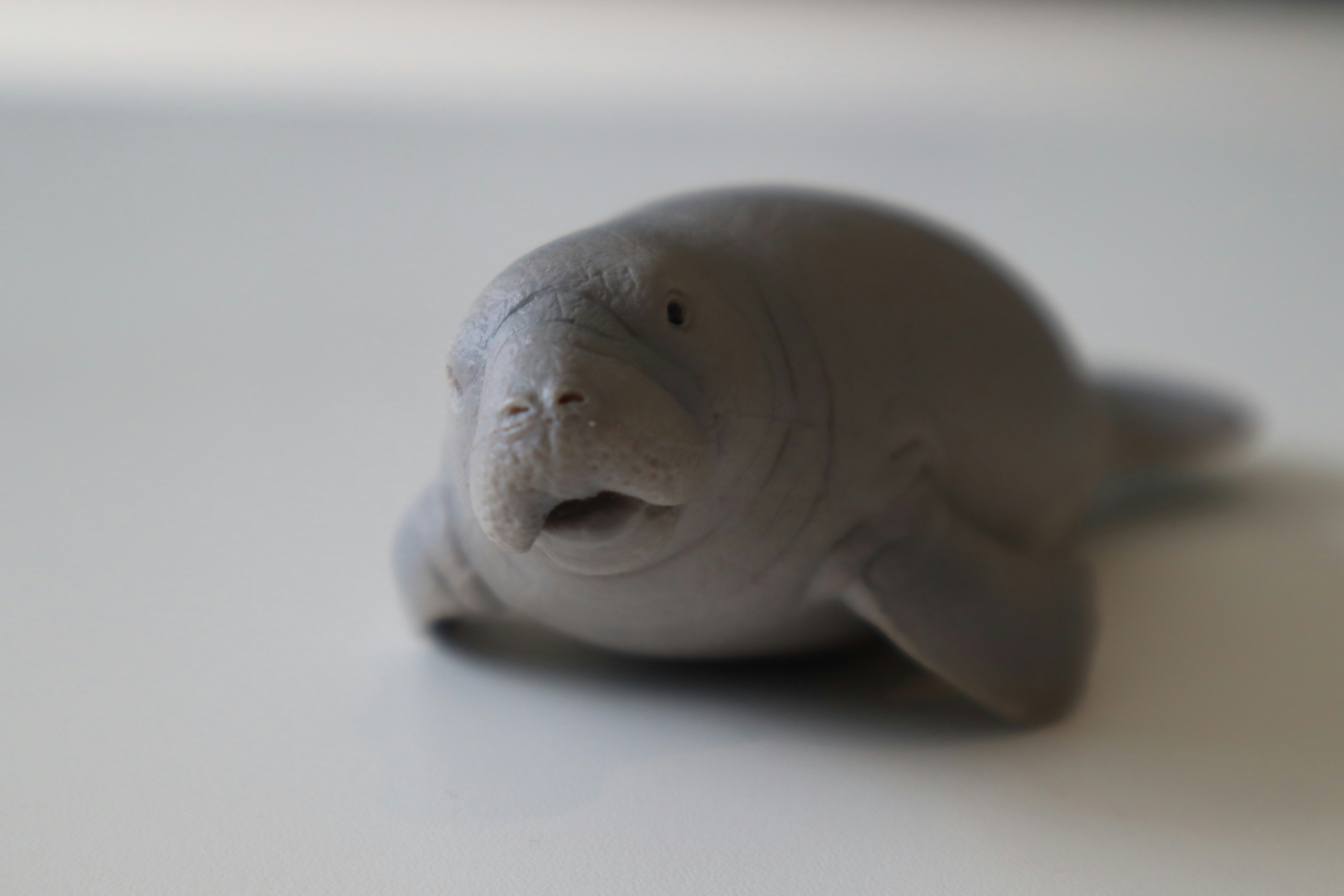 Quiet gaze: a tiny clay seal on a pale surface