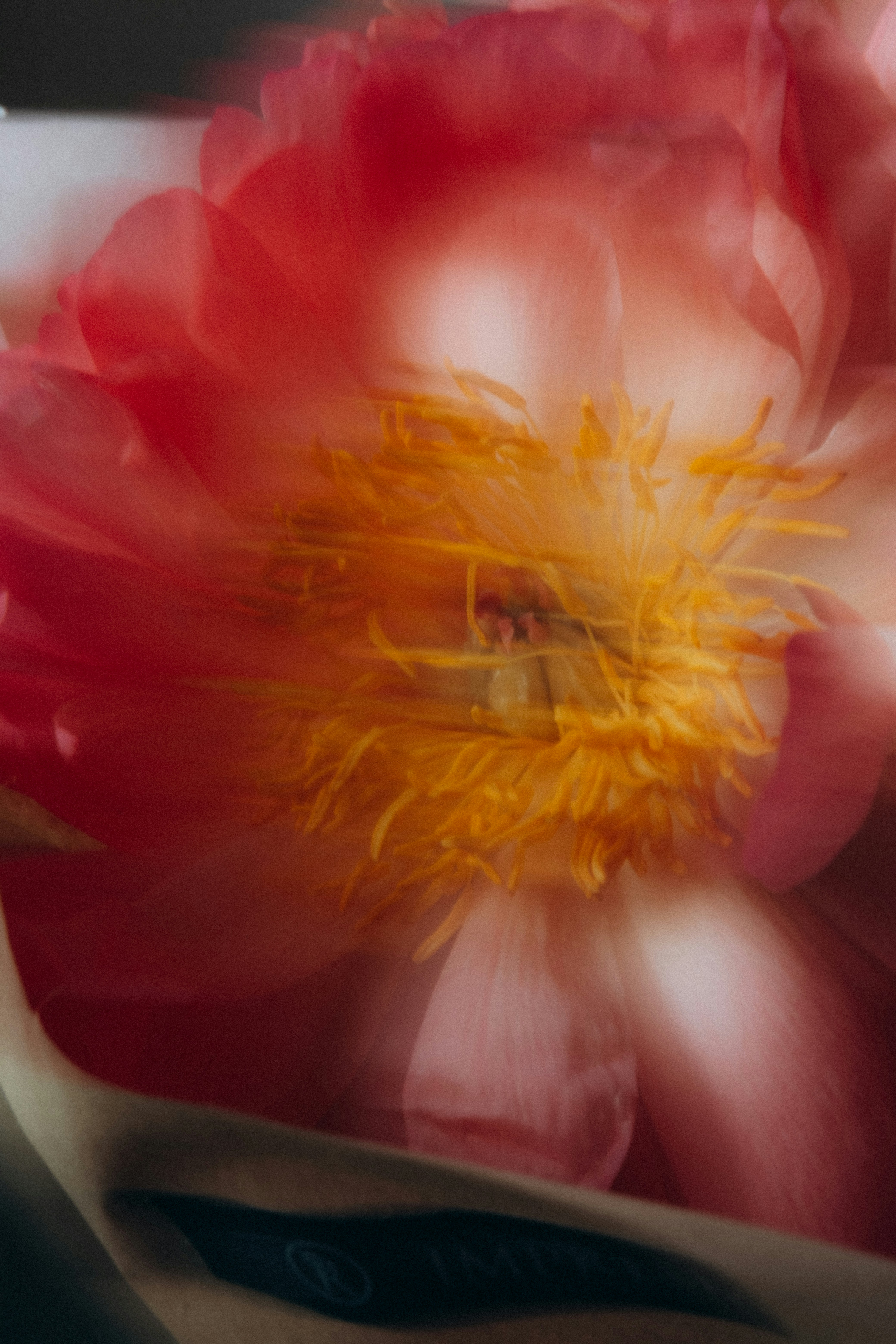 Crimson Bloom in Motion: Soft Focus Petals and Golden Stamen