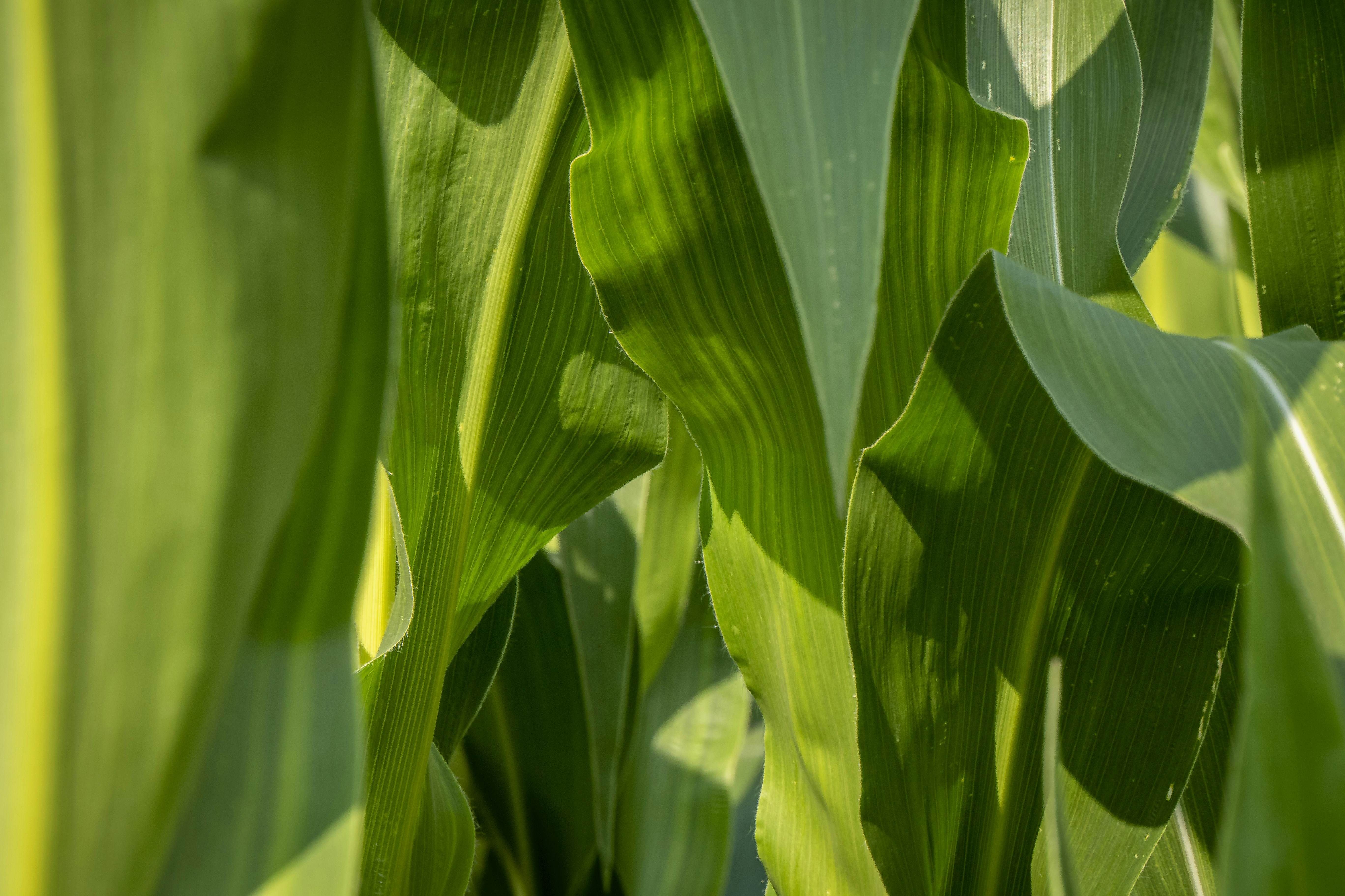 Close-up of vibrant corn leaves swaying gently in the sunlight, showcasing their intricate textures and shapes.