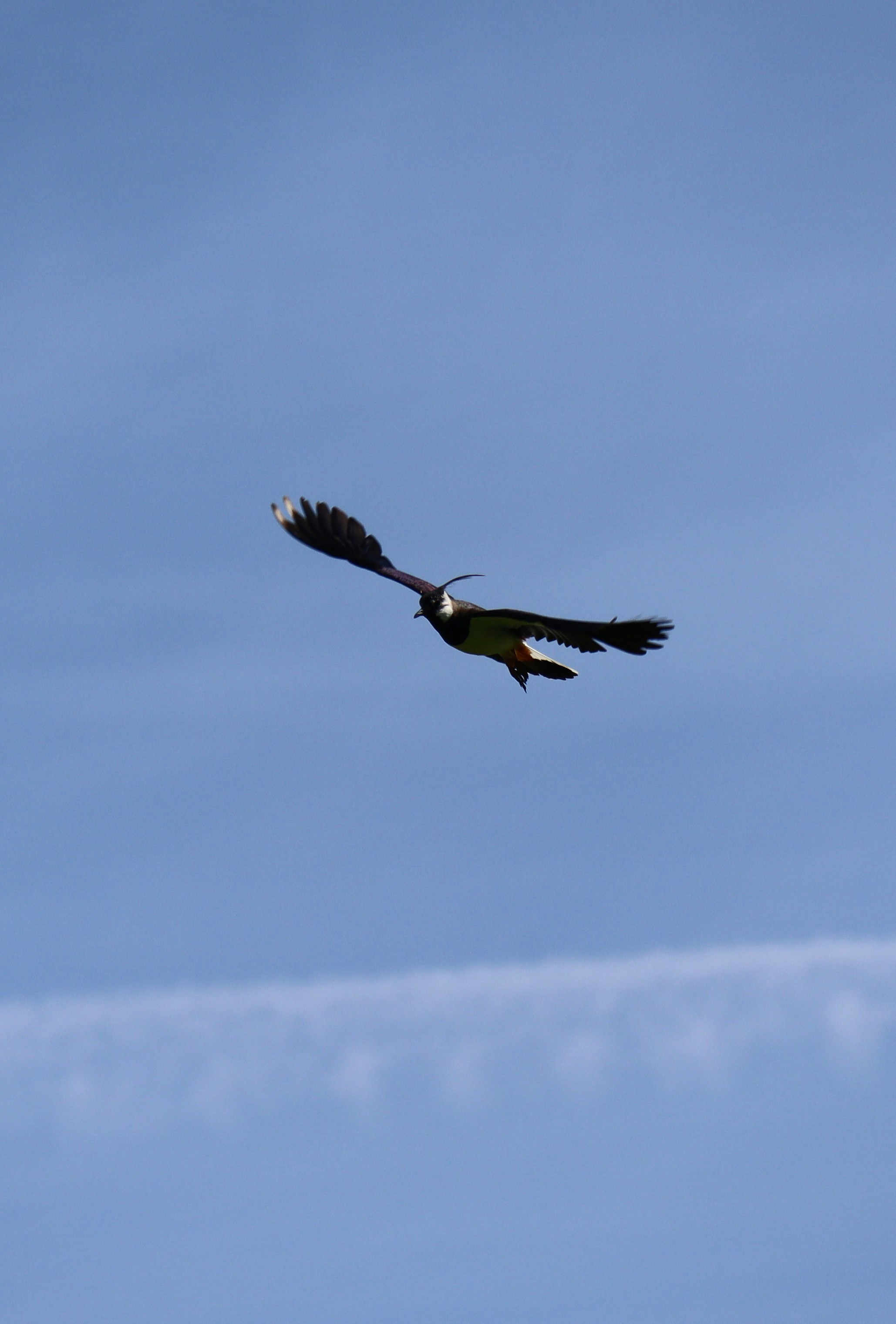 A bird soaring gracefully against a clear blue sky, wings spread wide in mid-flight. The scene captures the essence of freedom and agility.