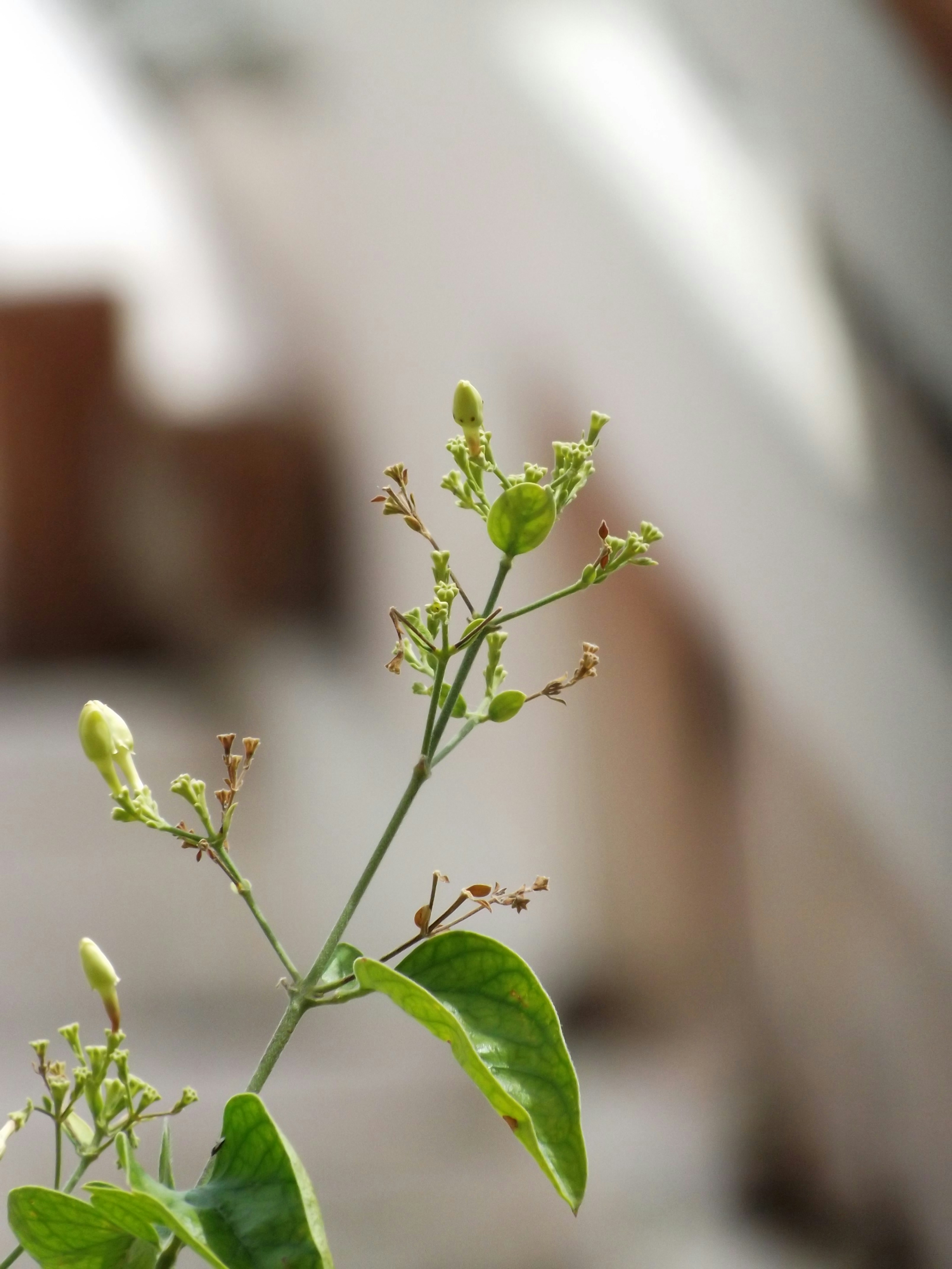 Delicate green plant with budding flowers set against a softly blurred background, highlighting the beauty of growth and renewal.