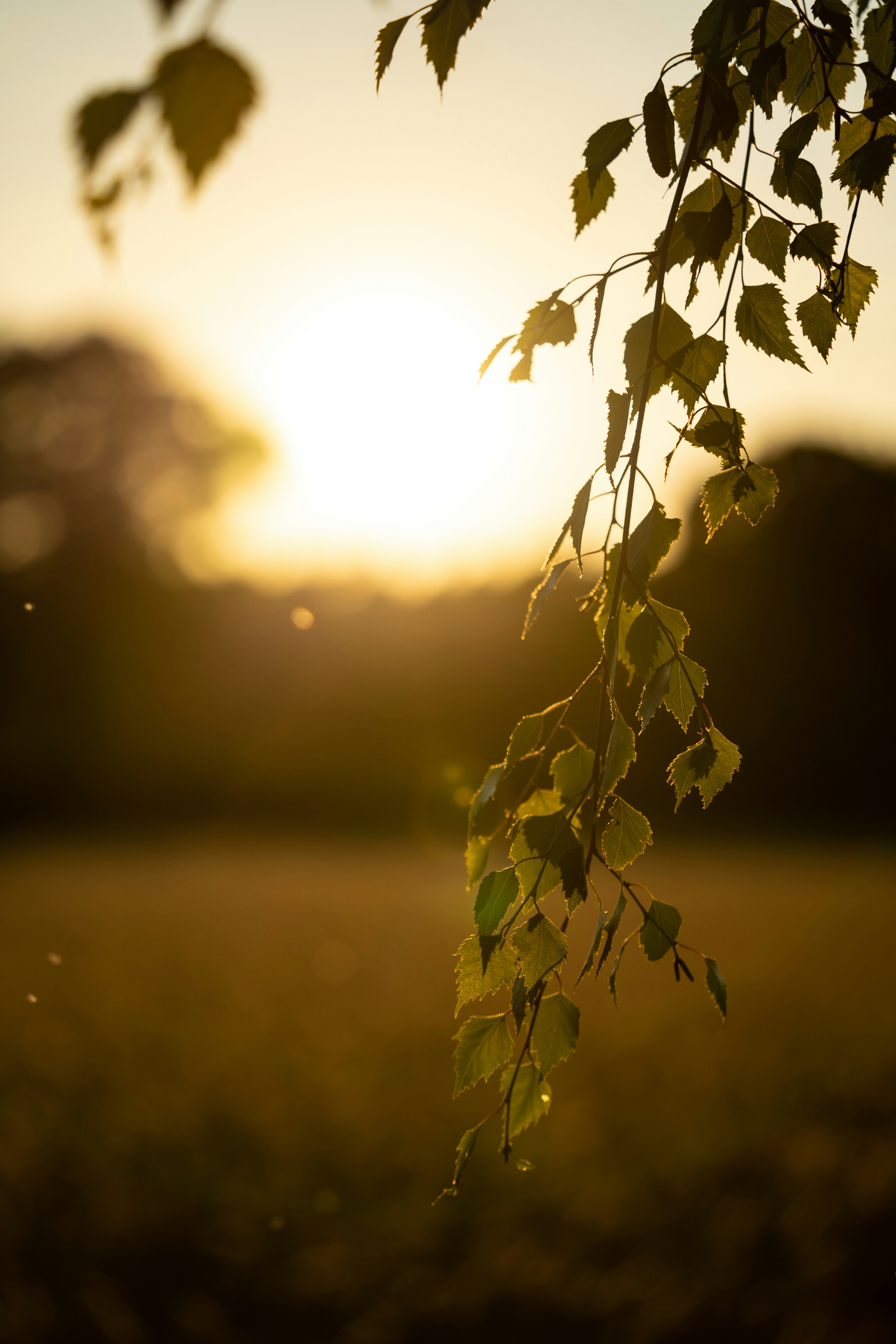 Sunlight filtering through delicate leaves, creating a serene atmosphere at twilight. The scene captures the essence of a tranquil evening in nature.