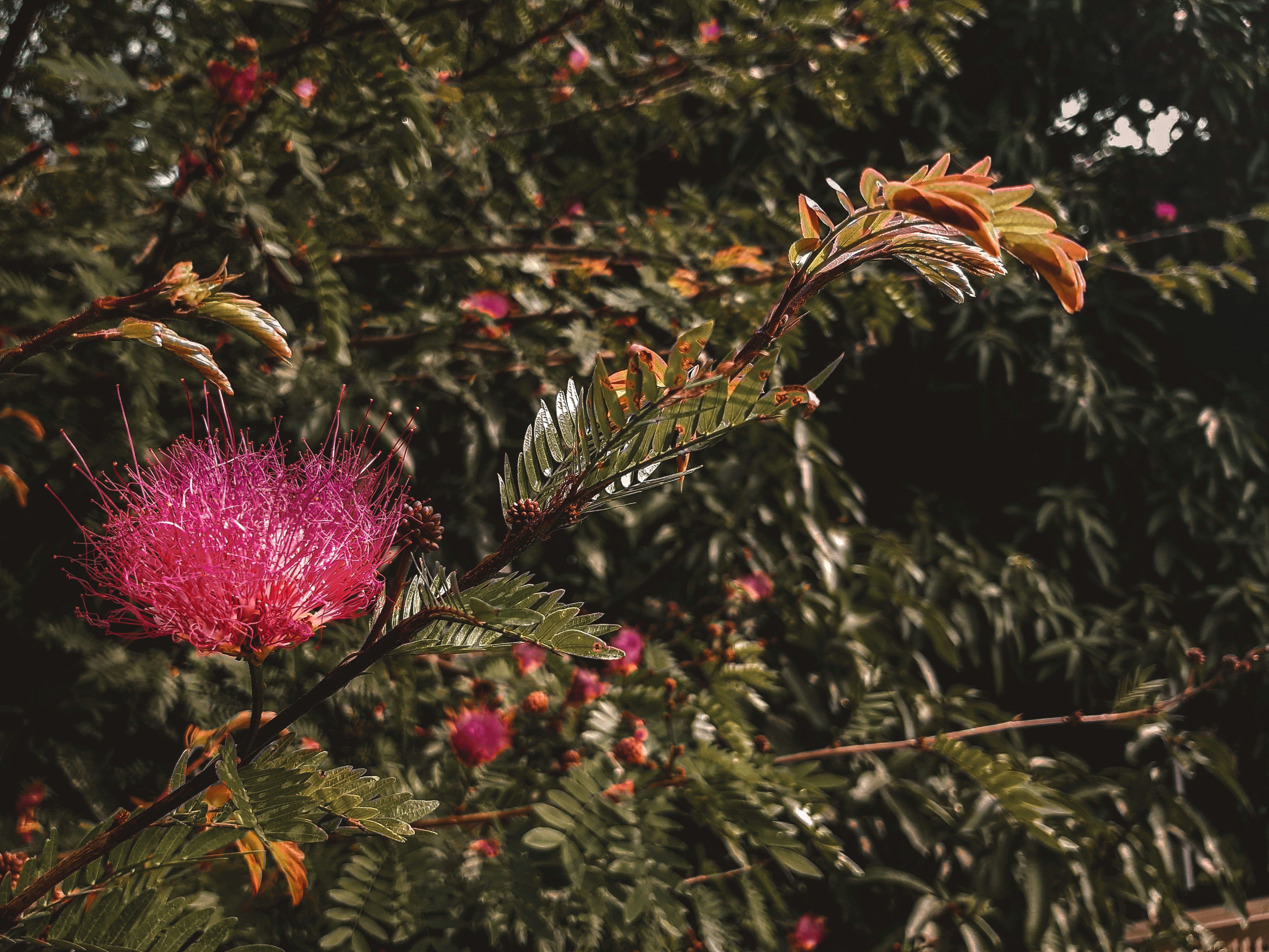 Crimson puff on a sunlit thorn: a close brush with tropical bloom