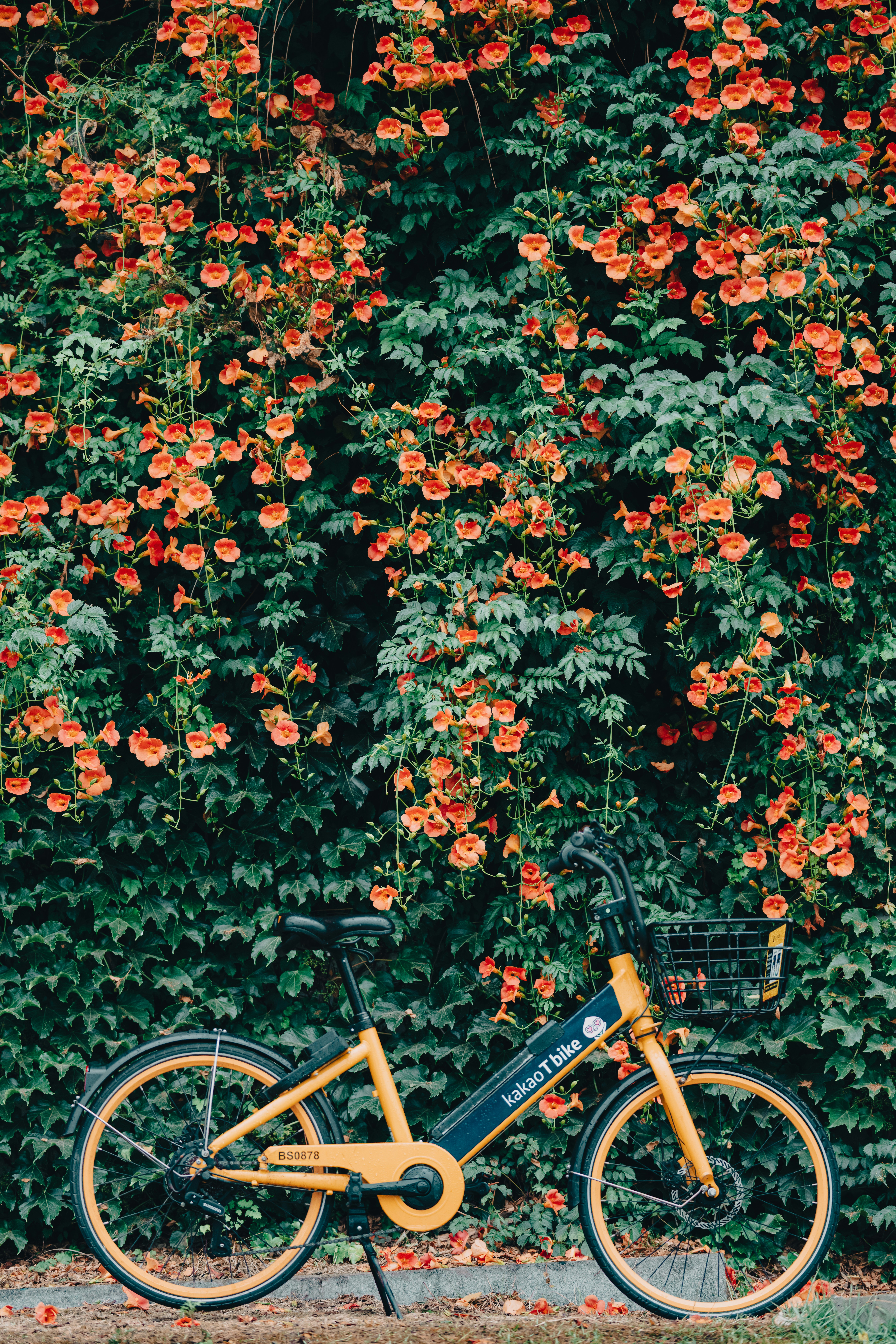 Bright orange city bike with a front basket rests on a sidewalk before a dense wall of orange flowers.