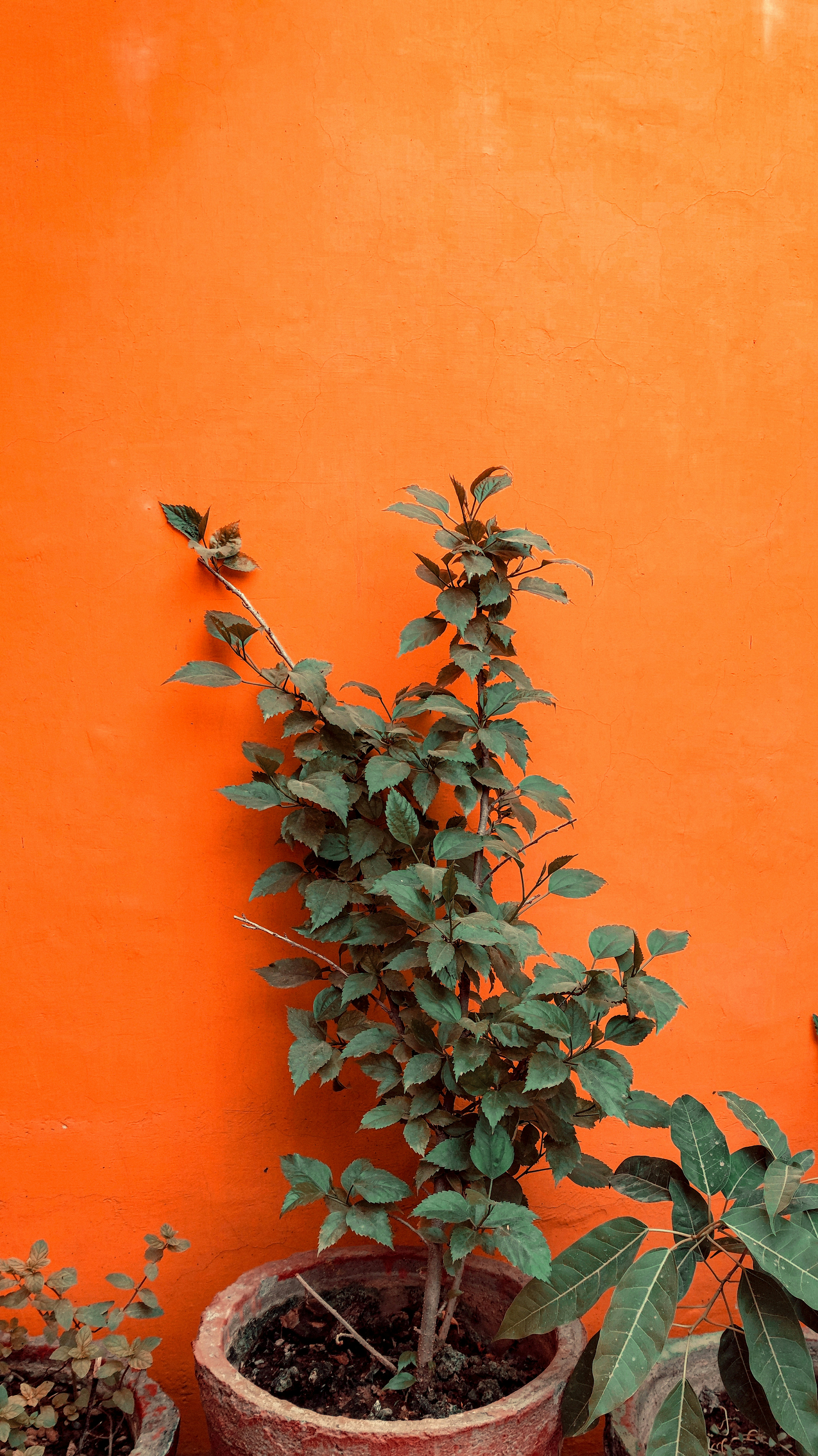A lush green plant emerging from a rustic pot, set against a vibrant orange wall, creating a striking contrast.