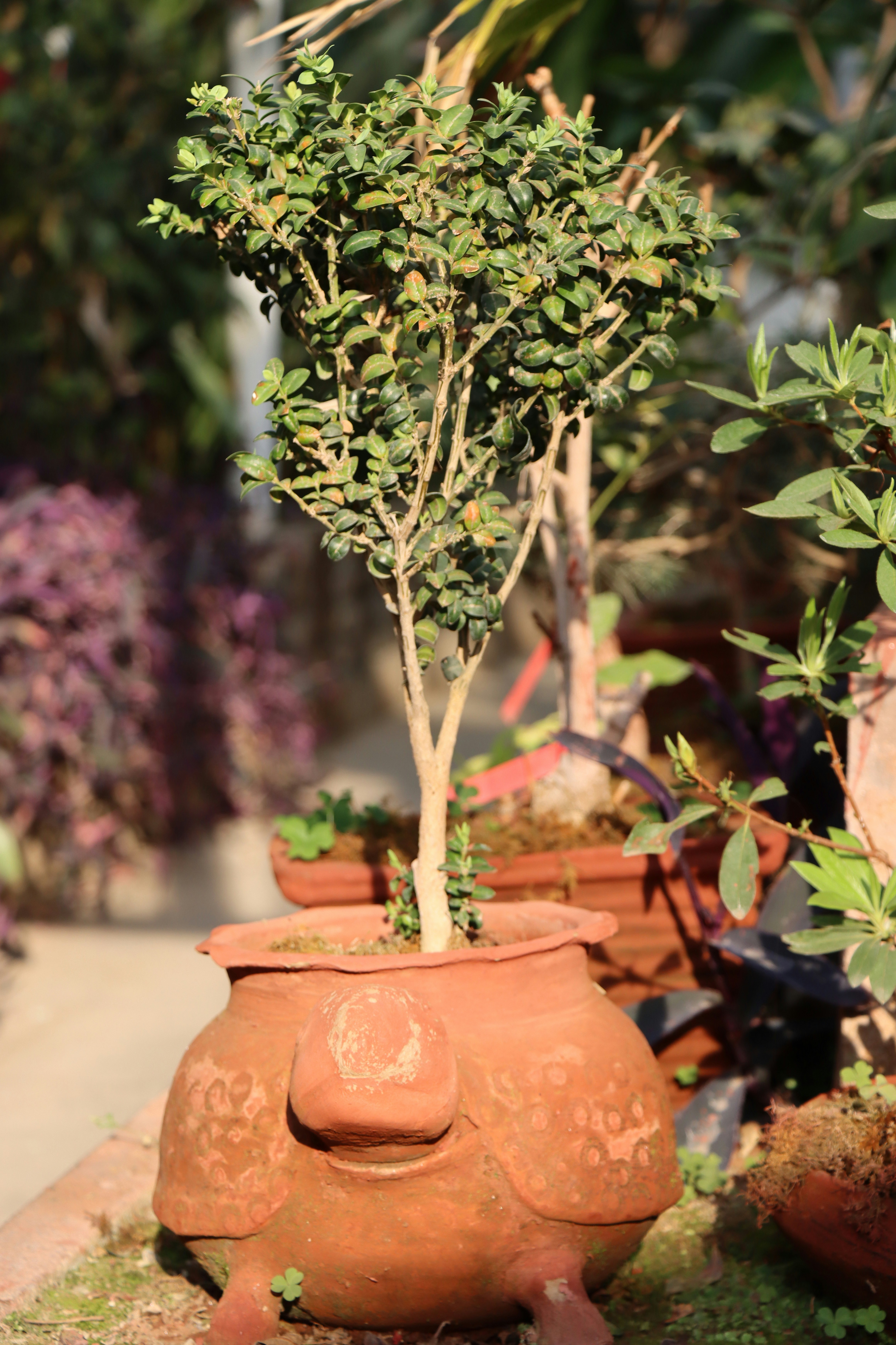 Bonsai Ballet in a Frog-Faced Terracotta Pot