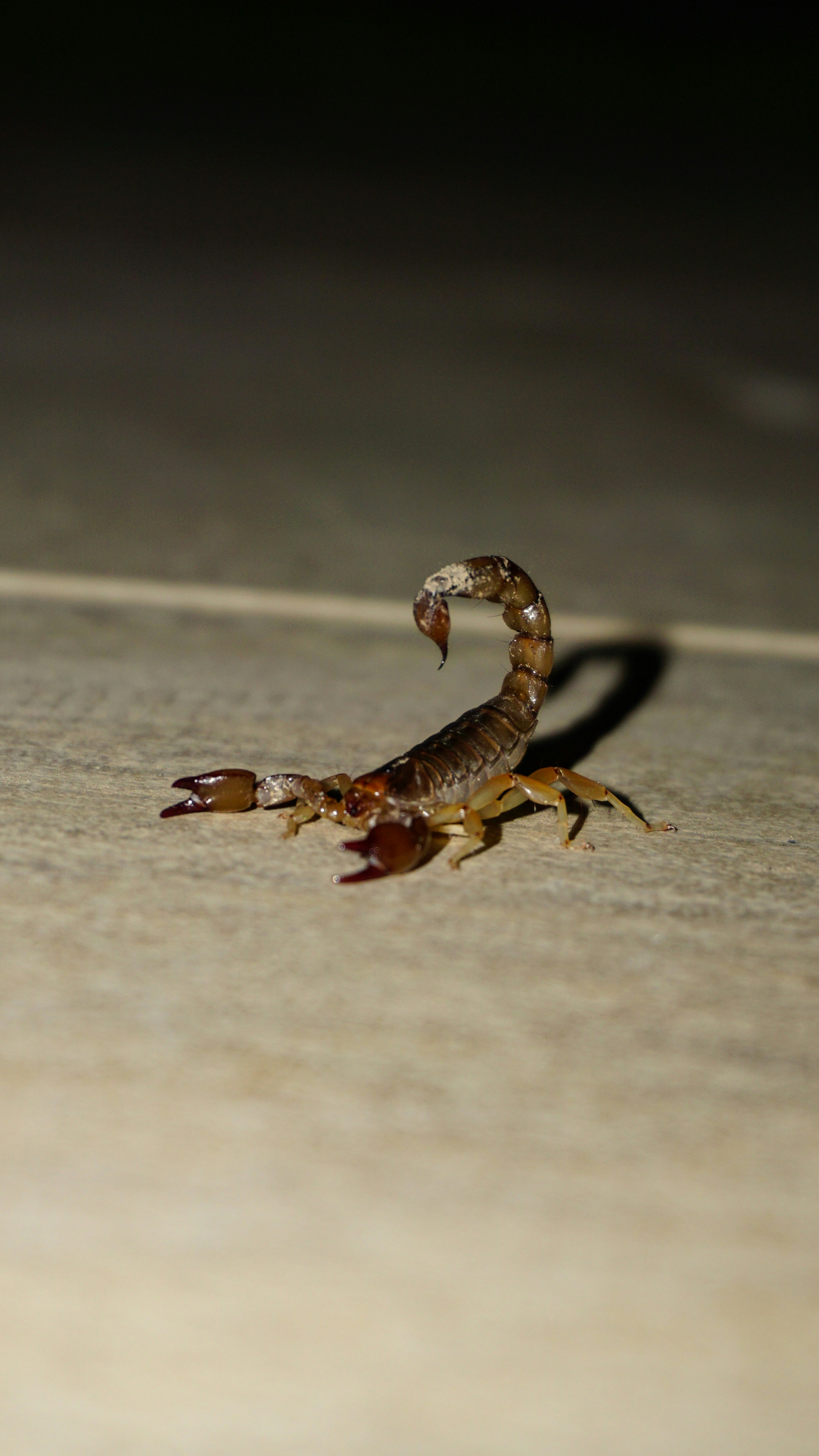 1K+ Scorpion Pictures | Download Free Images on Unsplash