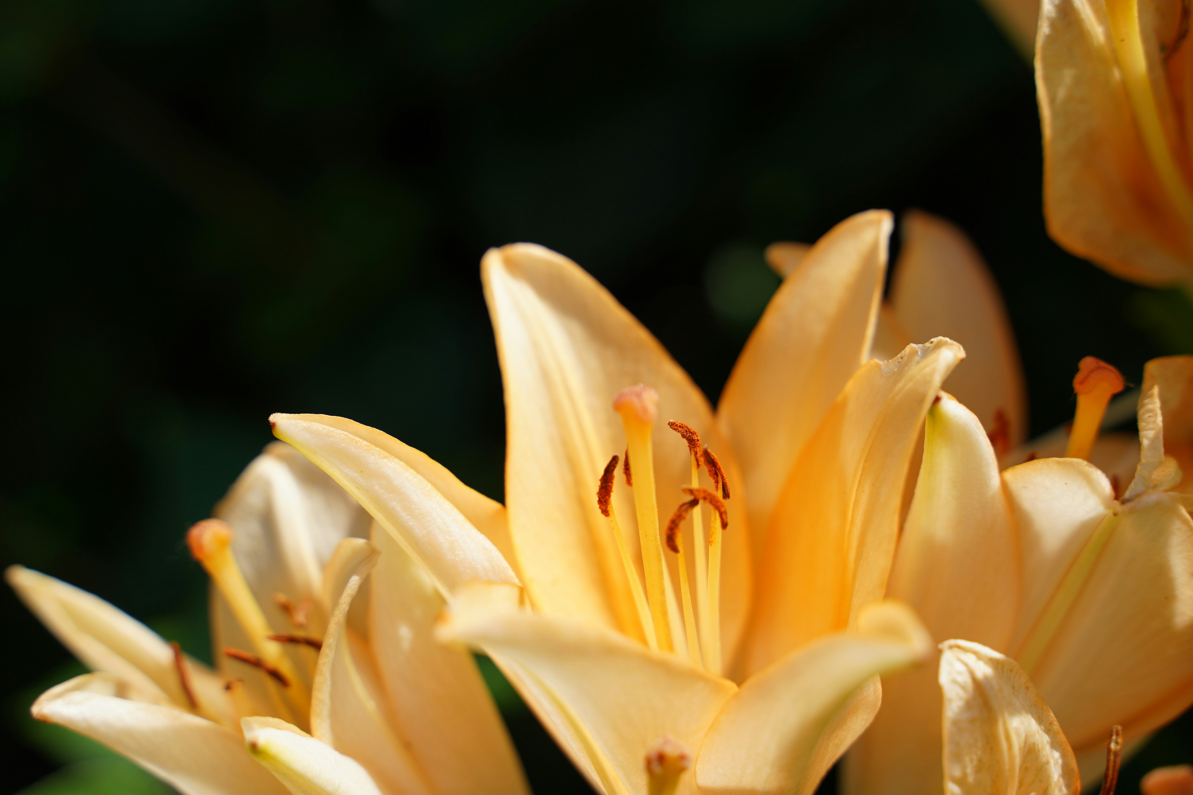 Delicate yellow lilies with intricate stamens basking in sunlight, showcasing their natural beauty and intricate details.
