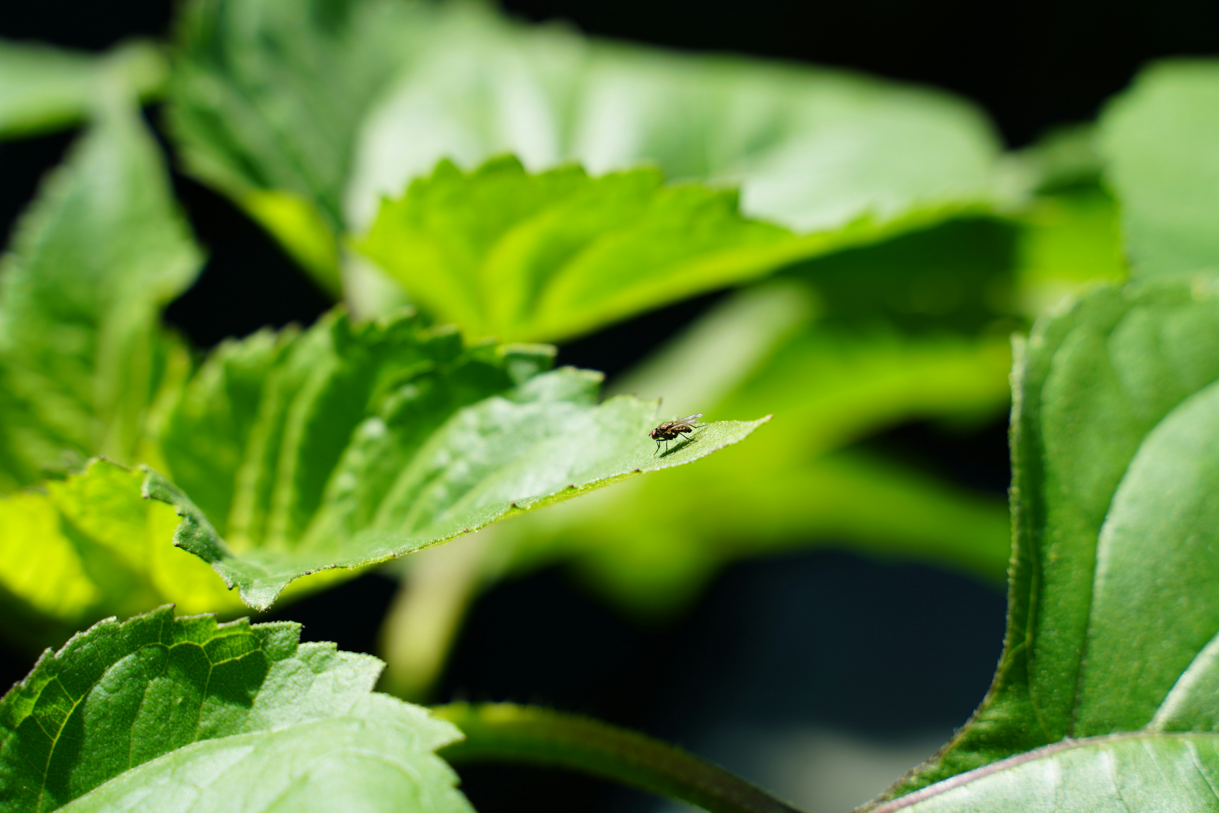 A small insect perched on a vibrant green leaf, surrounded by lush foliage. The image captures the intricate details of the plant life and the insect's subtle presence.