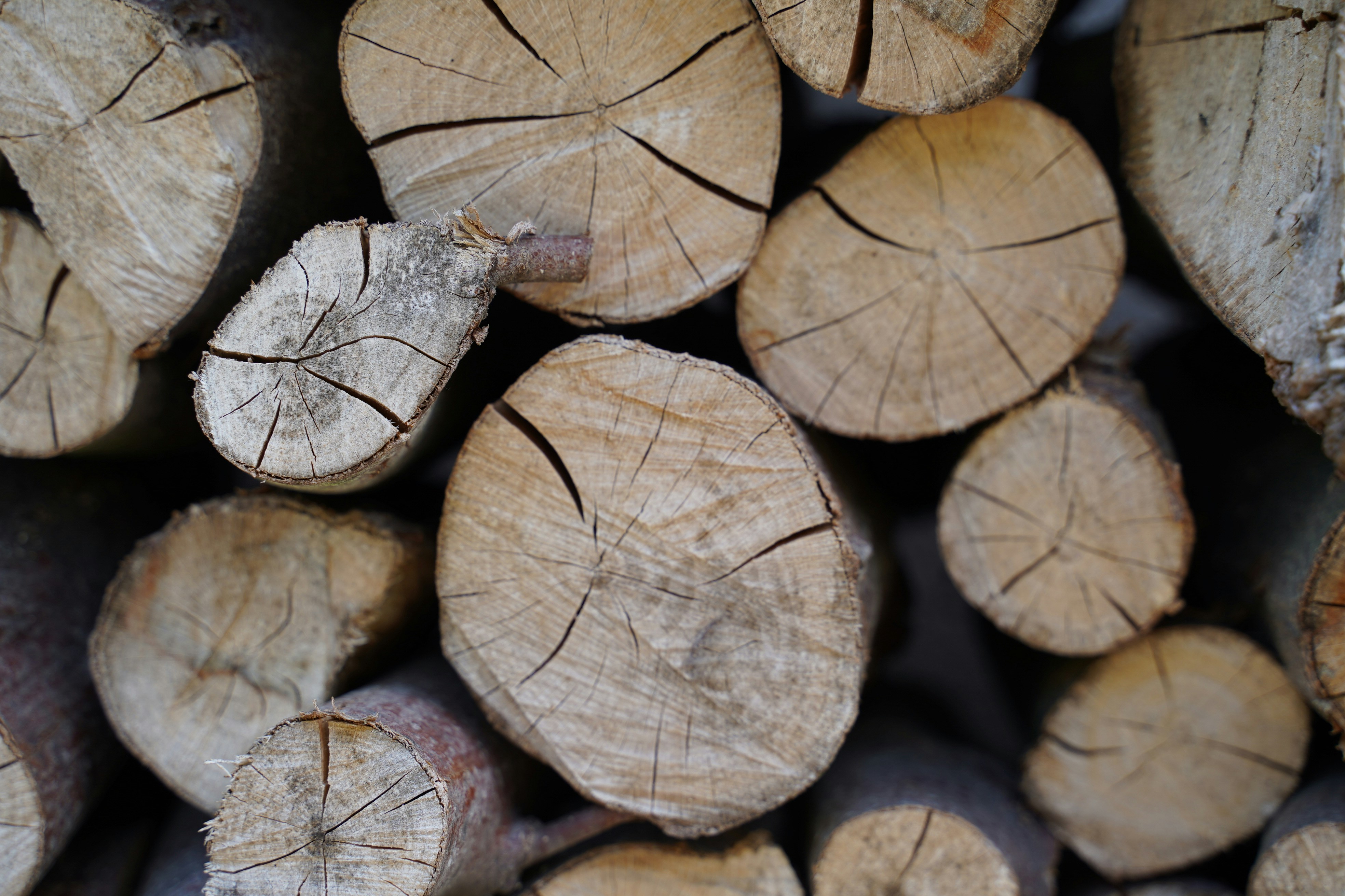 Brown and black tree log photo – Free Wood Image on Unsplash