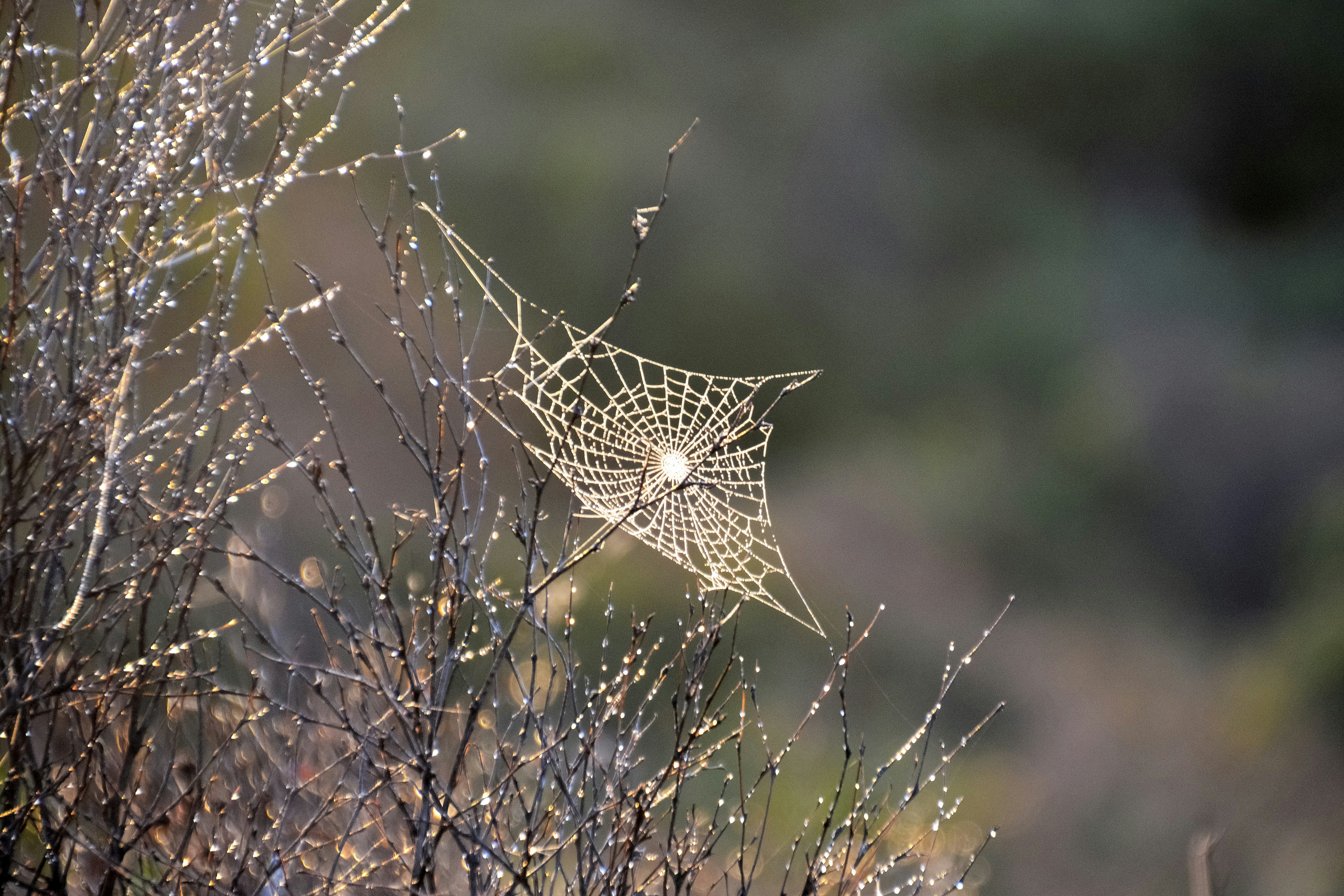 Here Is A List Of The Best Big Spiders In Australia.