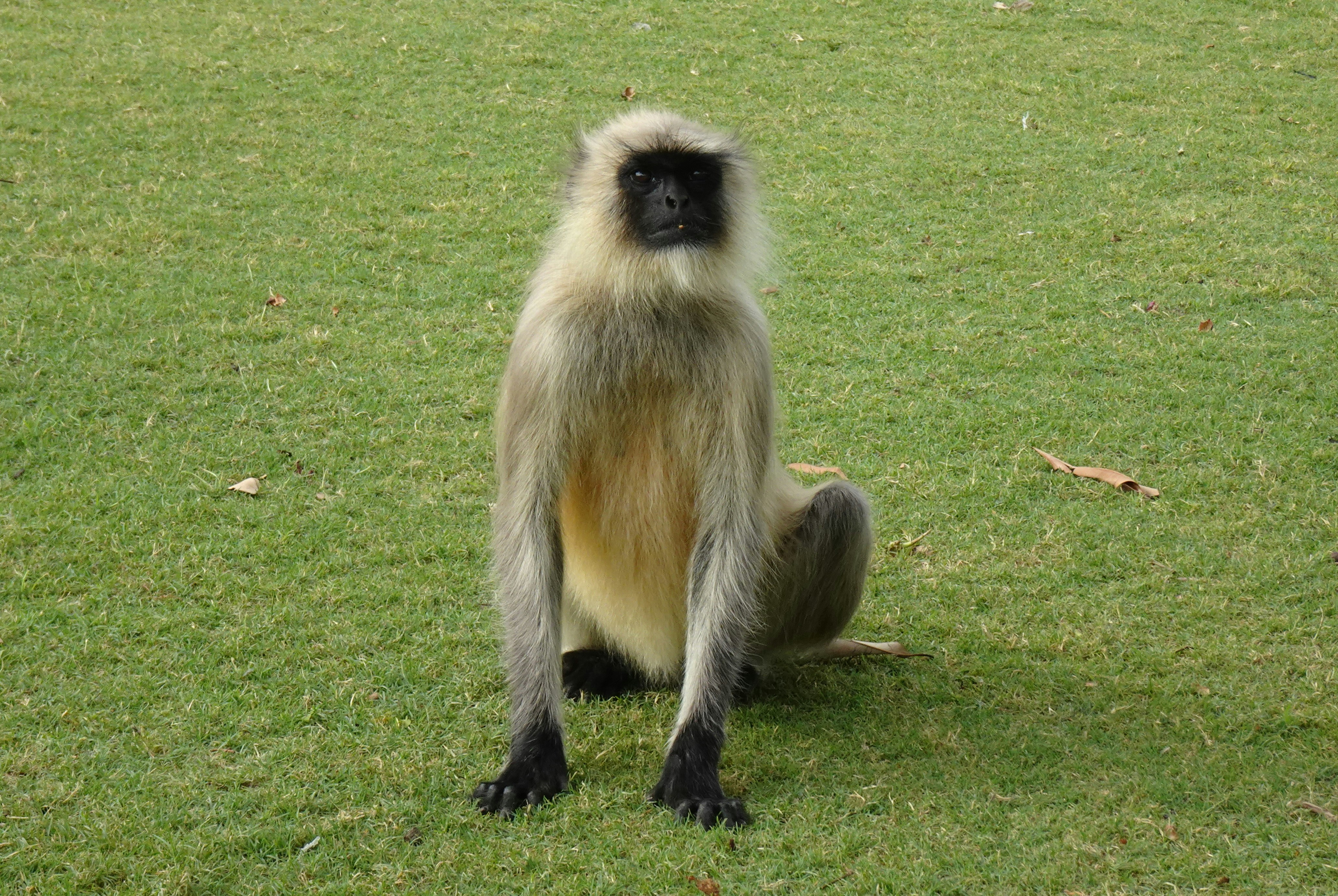 A solitary langur seated on a grassy field, exuding a sense of calm and curiosity. The natural setting highlights the creature's unique features.