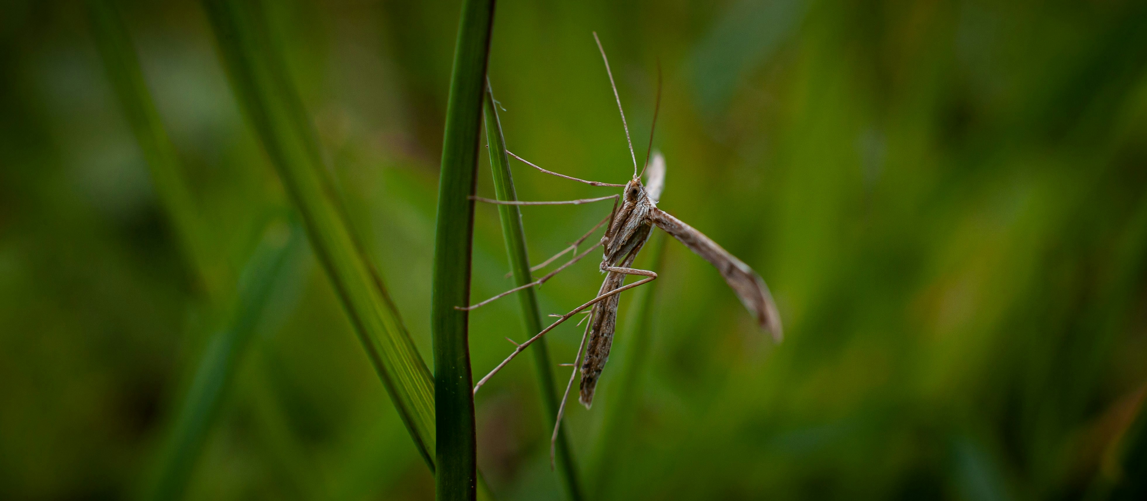 Crane Fly on a Narrow Green Stage