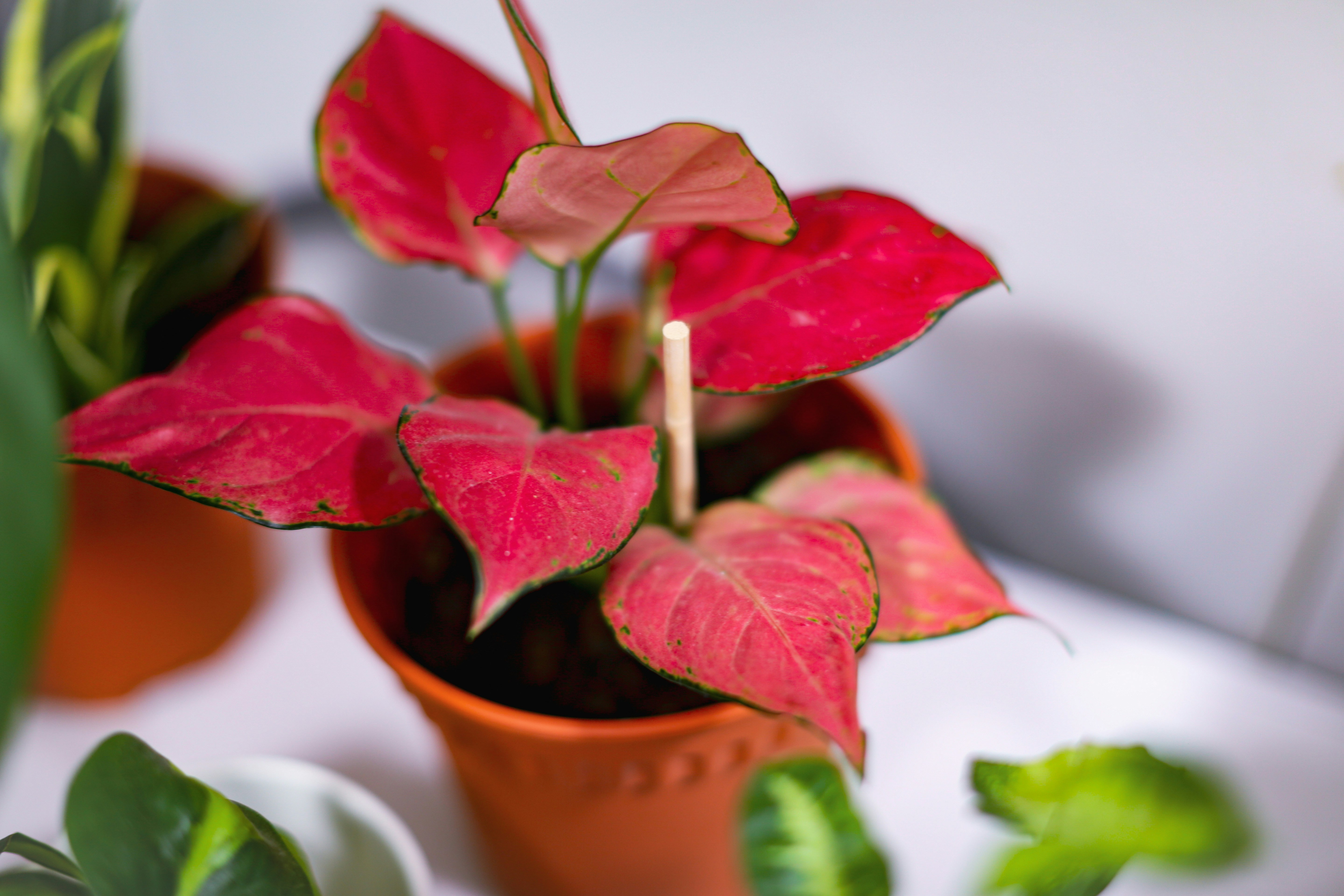 red leaves on brown clay pot