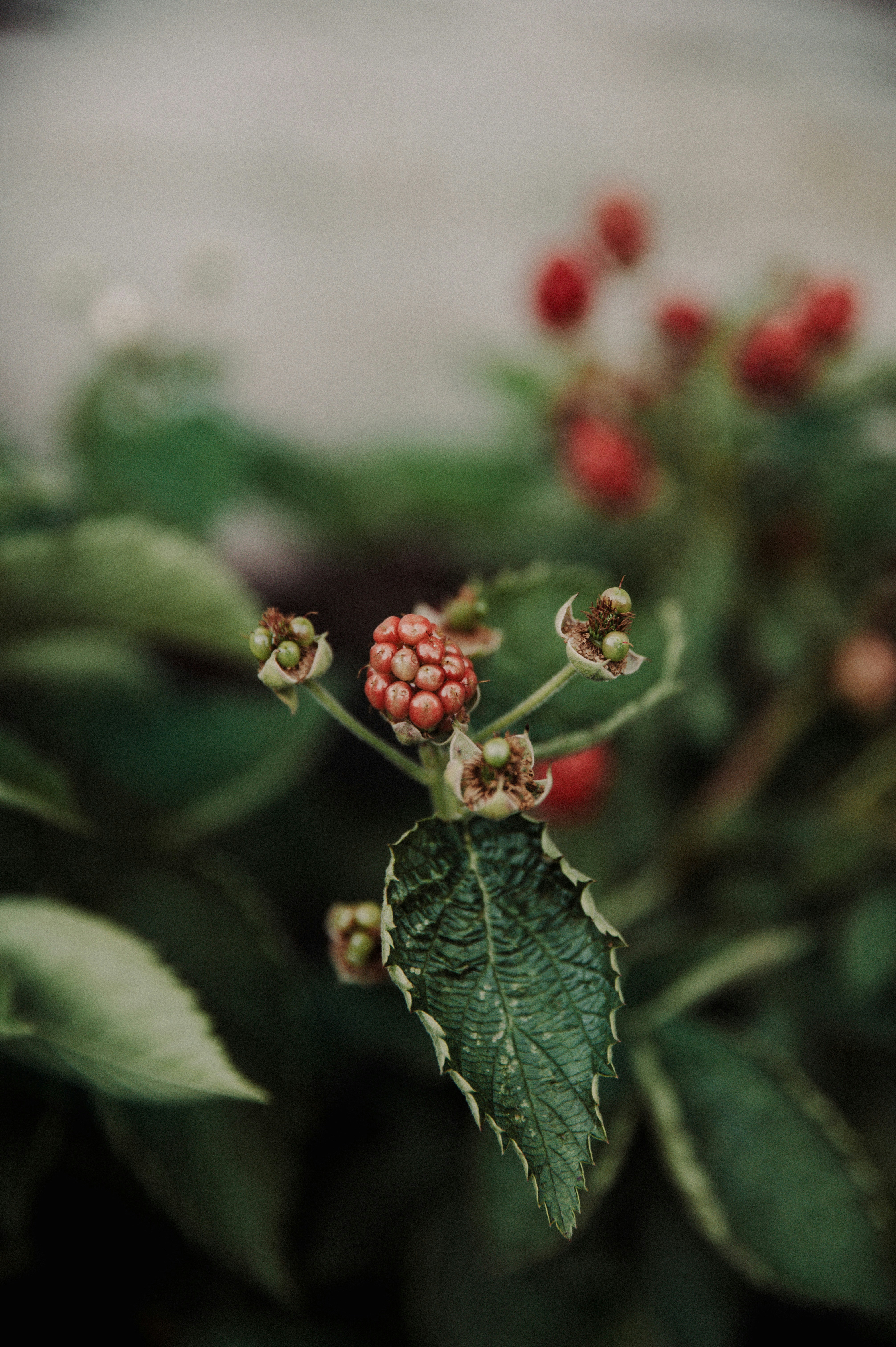 Crimson Crown: Berry Cluster Anchored by Velvet Blur