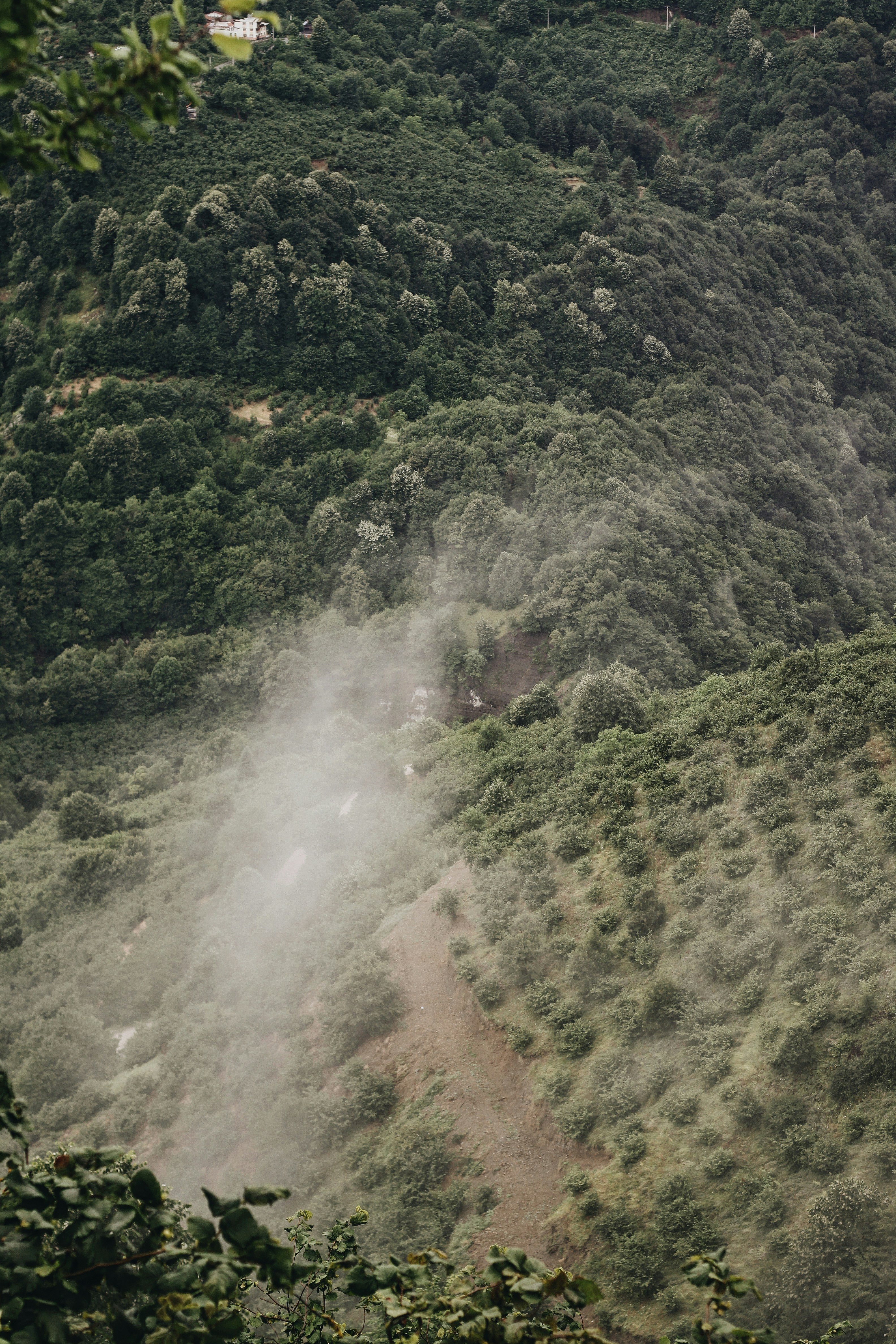 Veiled Ravine: fog threads through a verdant hillside