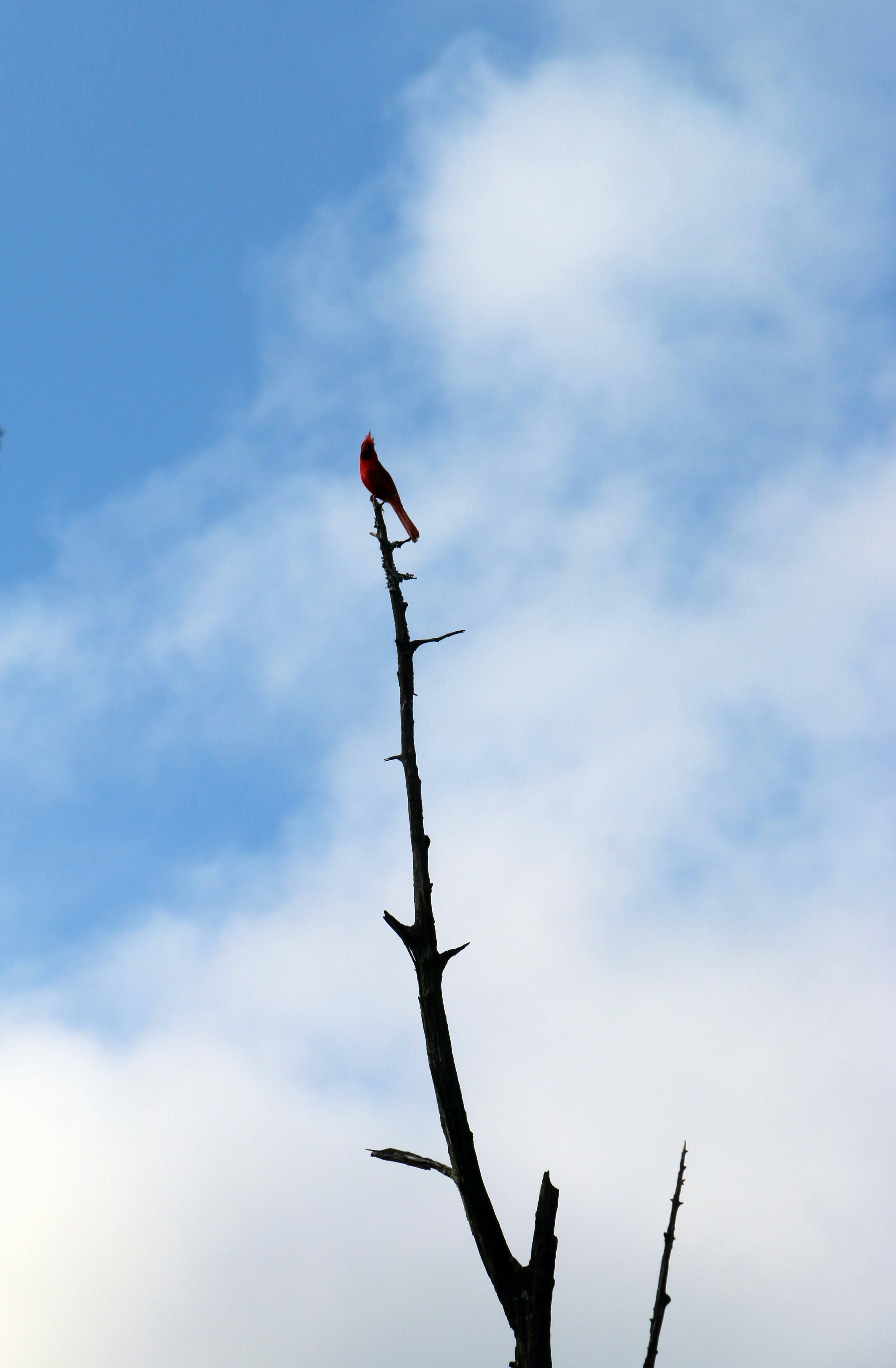 Rose rouge sur branche d’arbre brune photo – Photo La nature Gratuite ...