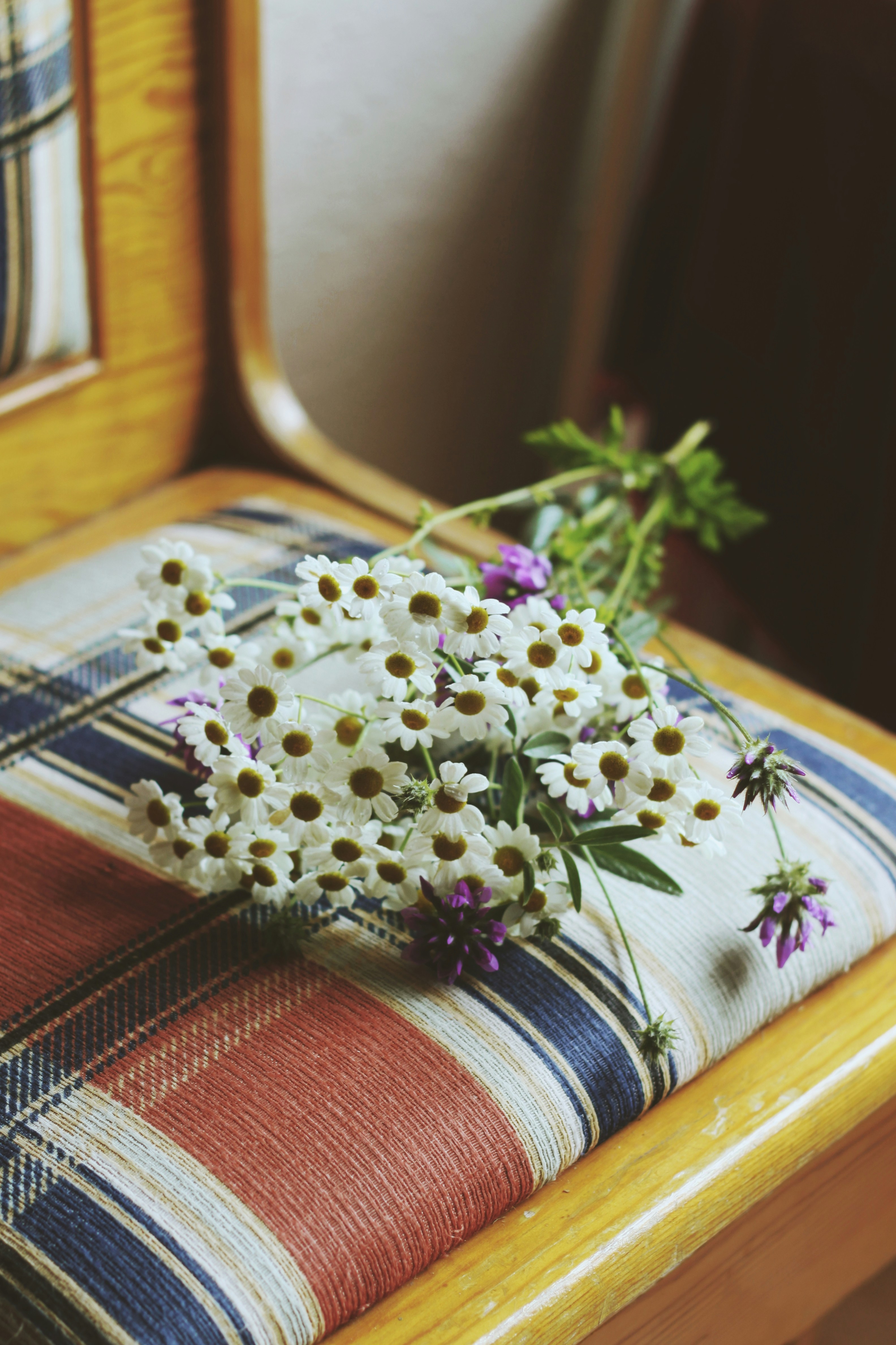 Daisies on a Sunlit Plaid Cushion: Quiet Bouquet on a Rustic Chair