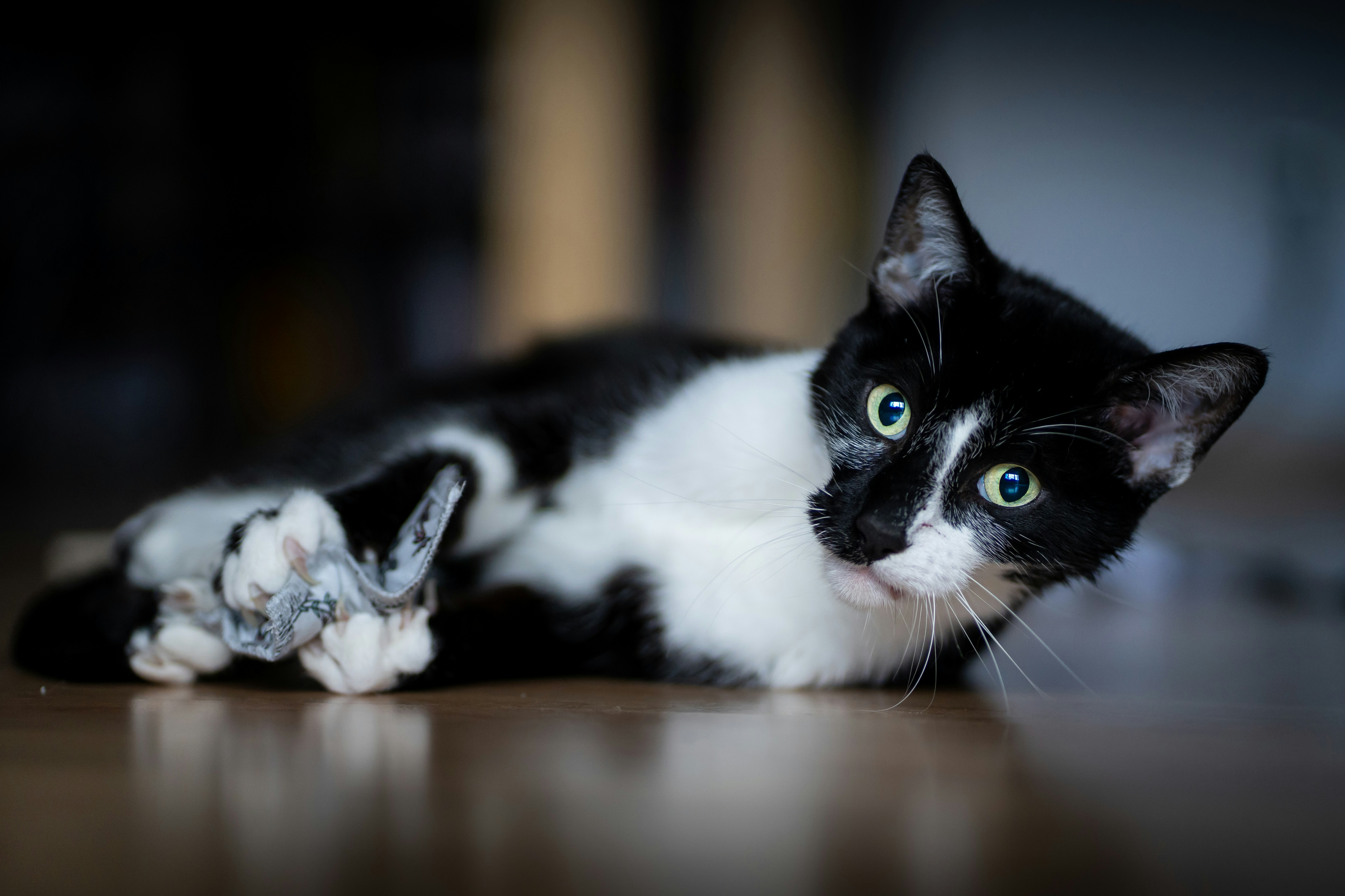 Gaze in the Glow: A Black-and-White Cat Reposing Under Indoor Light