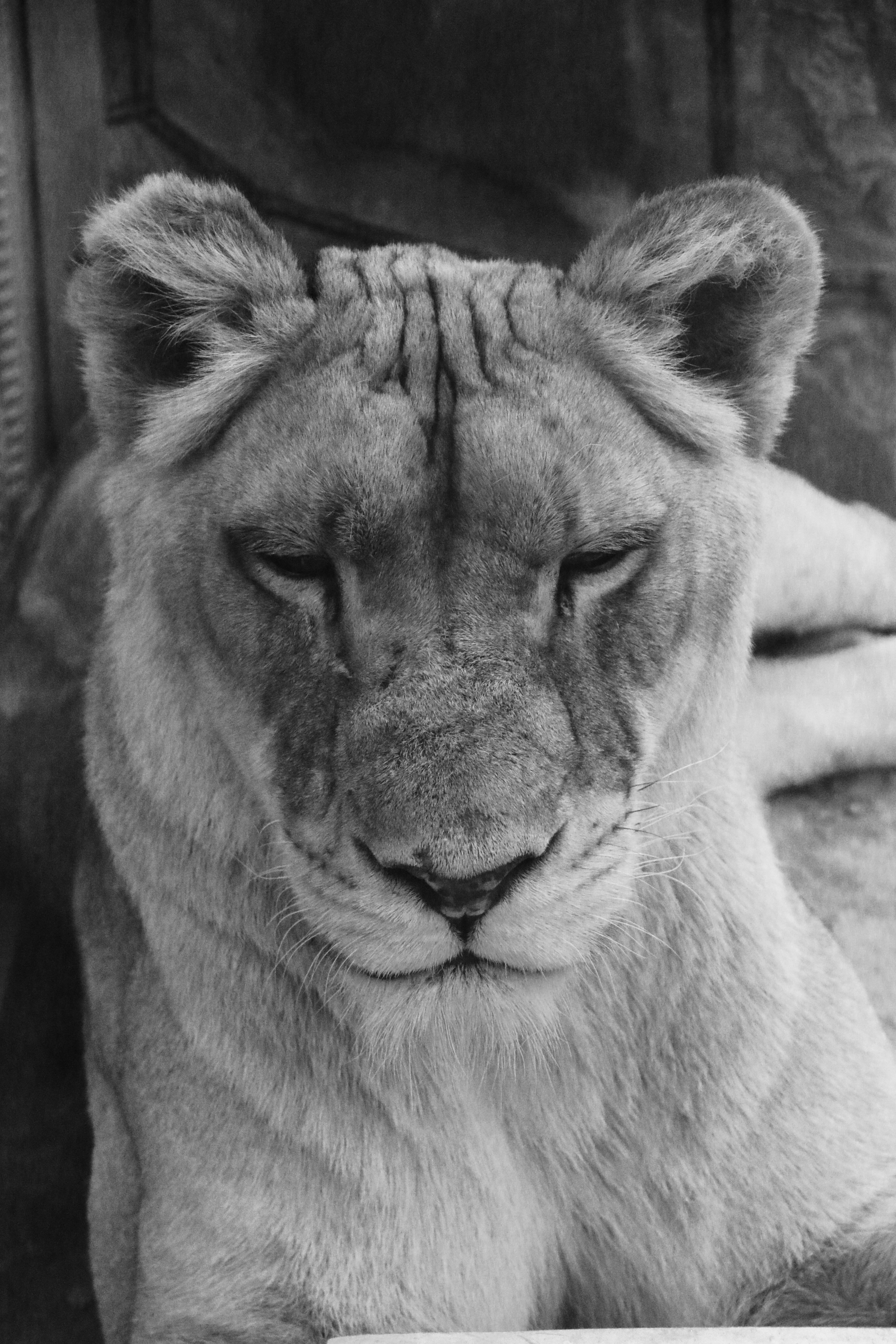 Grayscale photo of lion lying on ground photo – Free Tiger eye Image on ...