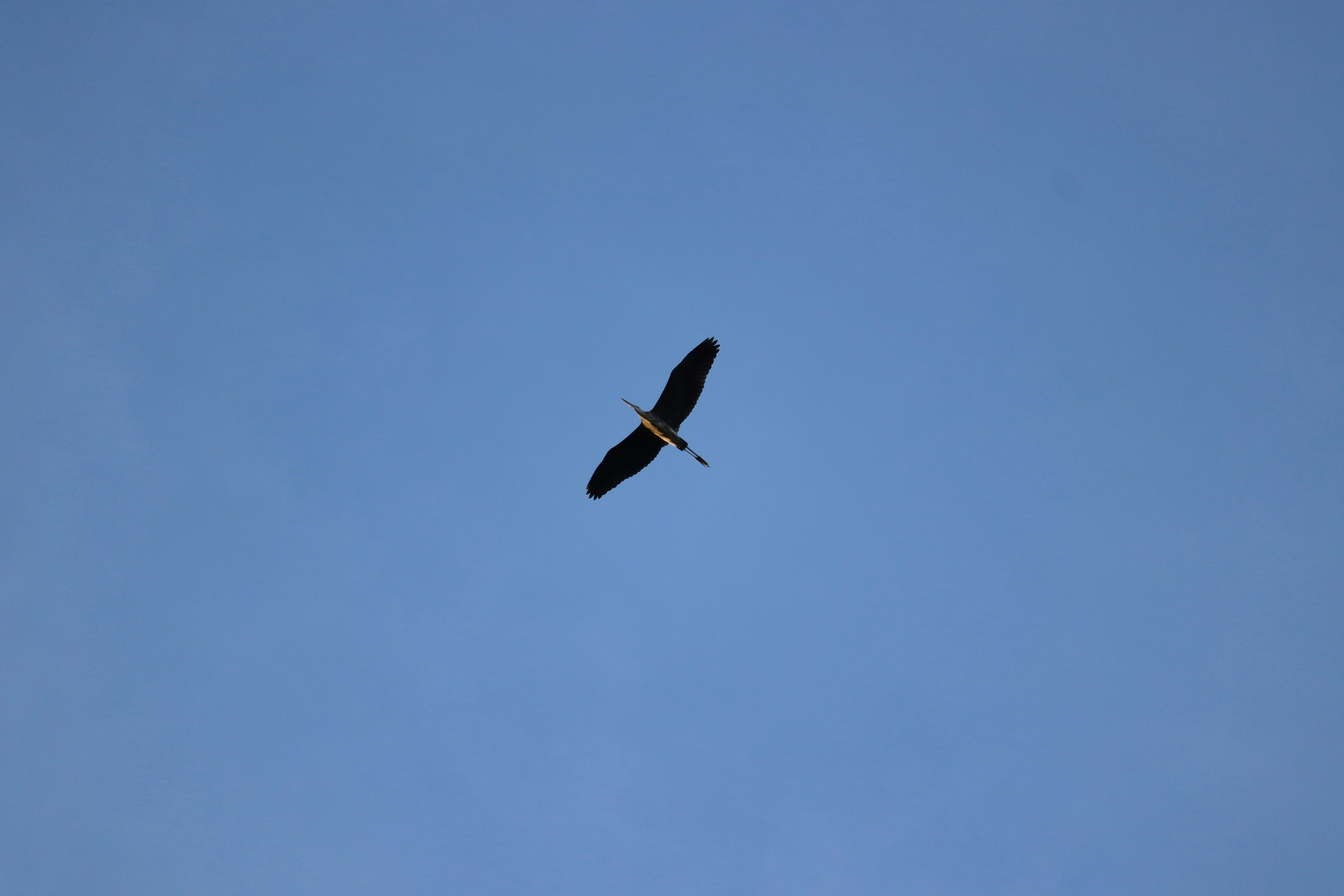 Silhouette of a bird gliding against a clear blue sky.