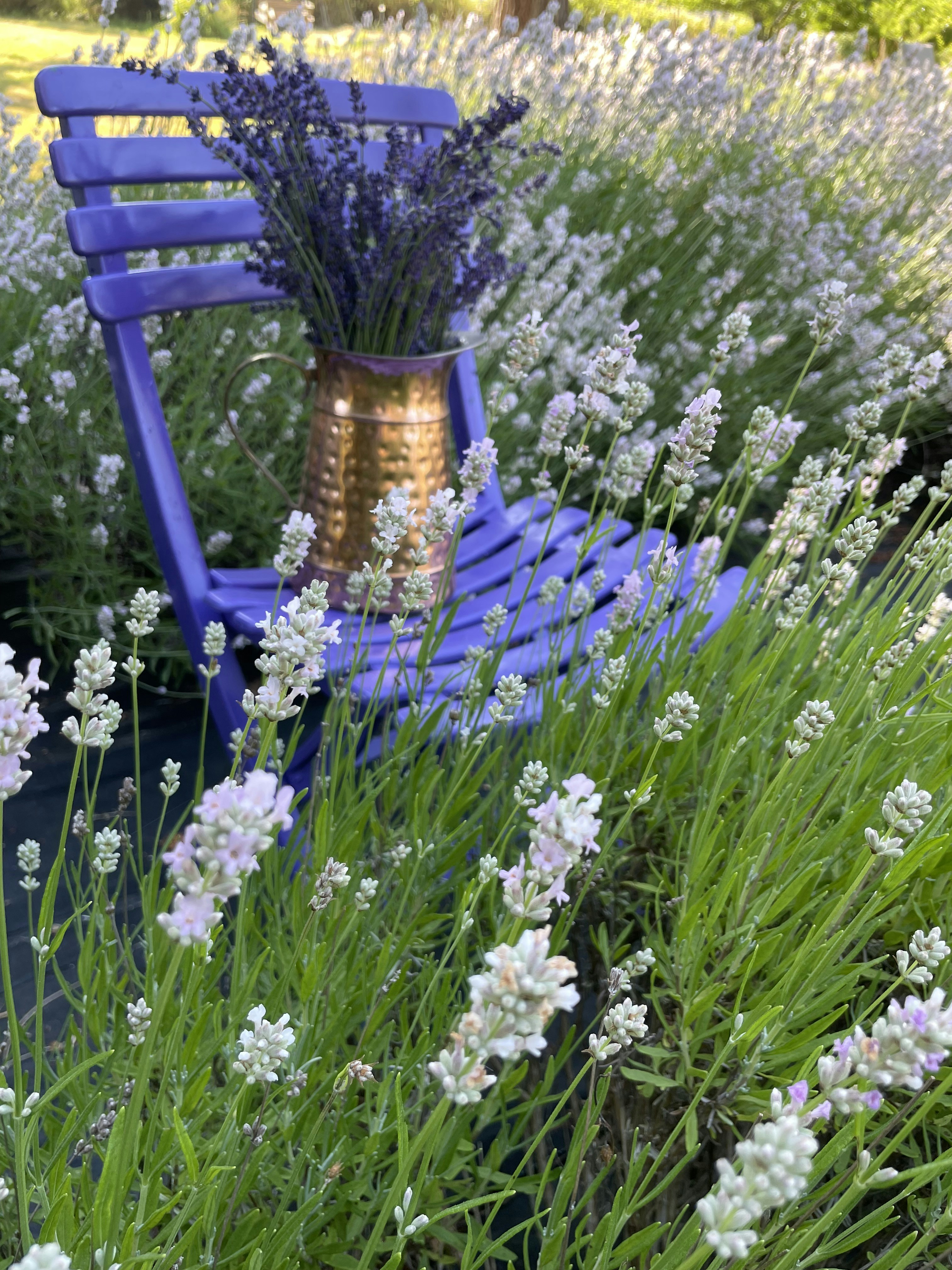 Copper vase with lavender bouquet rests on a vivid purple chair in a sunlit lavender field. Foreground lavender stems frame the scene, emphasizing color and texture.