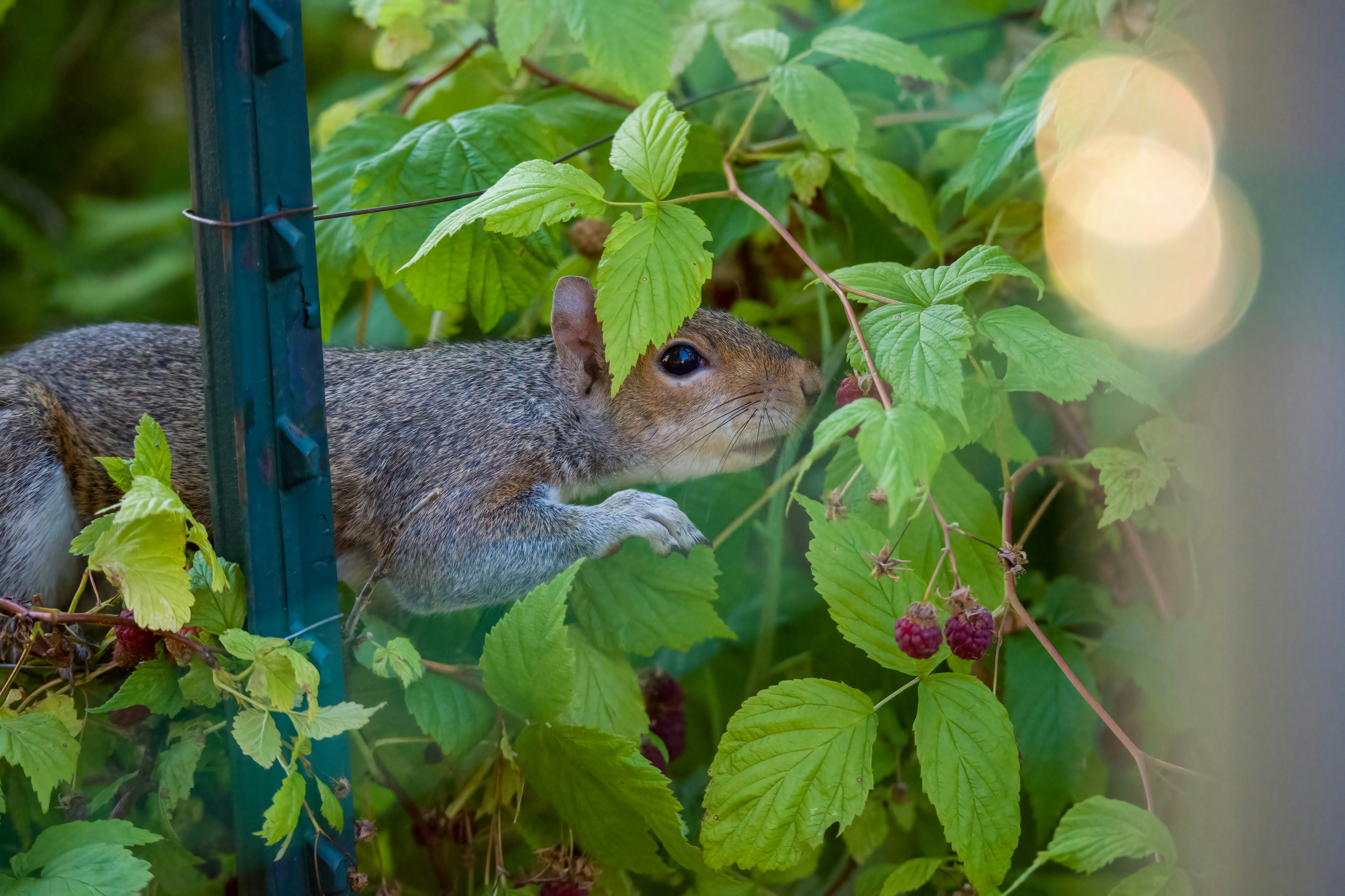 Hidden Visitor: A Squirrel Peek Between the Leaves