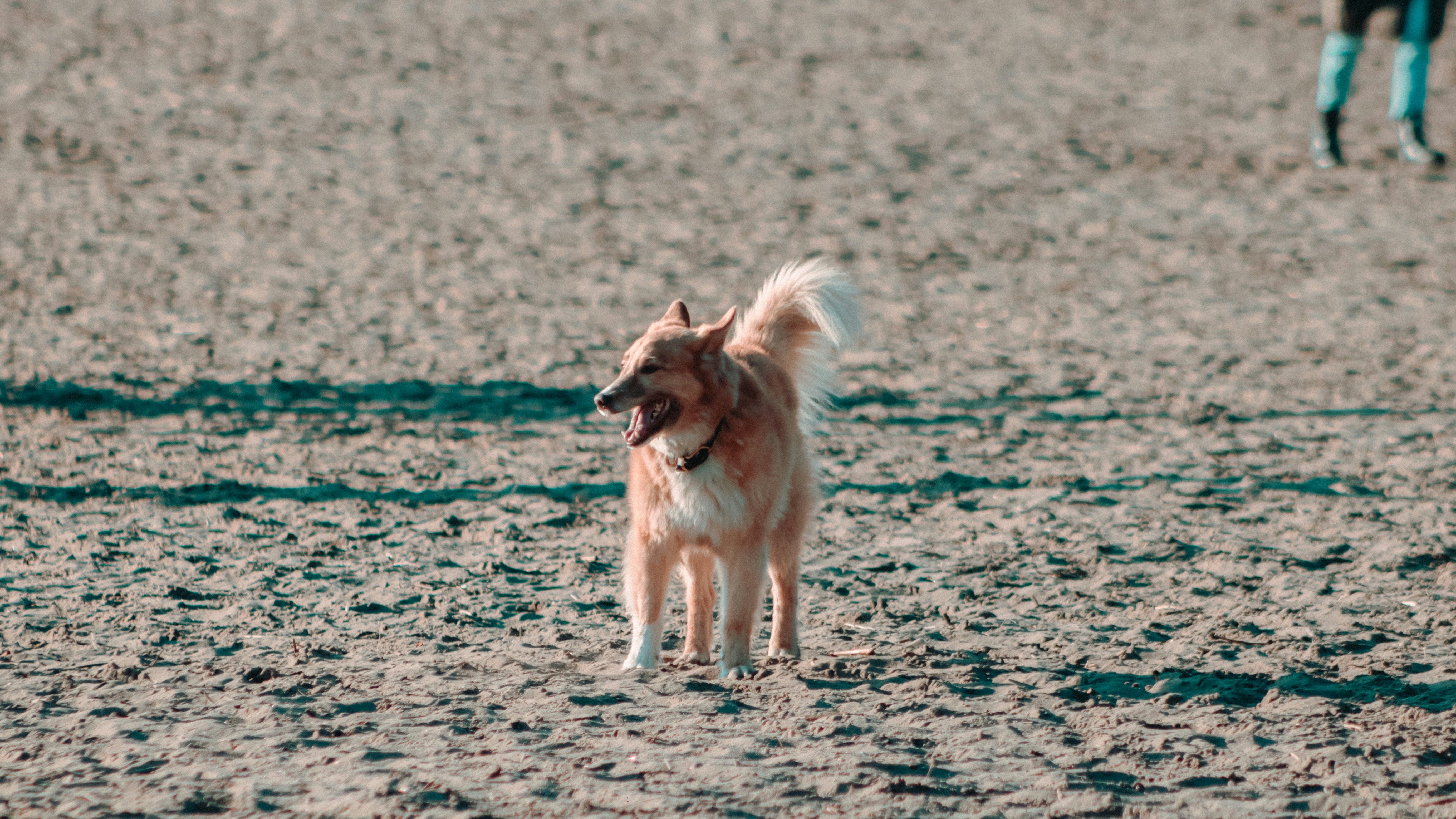 Seaside Canine in Focus: Golden Terrier on a Sunlit Beach