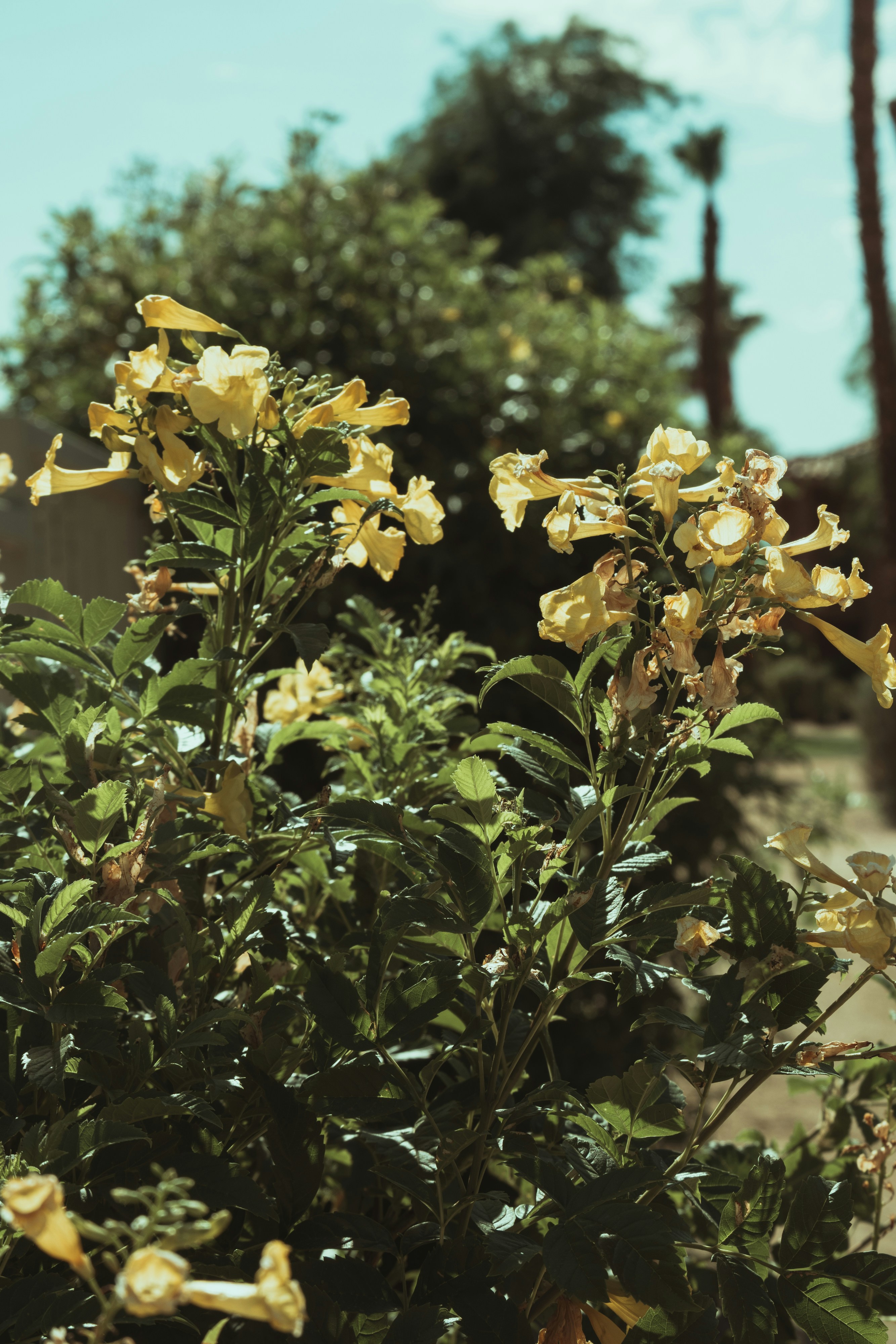 Golden Trumpets in a Sun-Drenched Backyard
