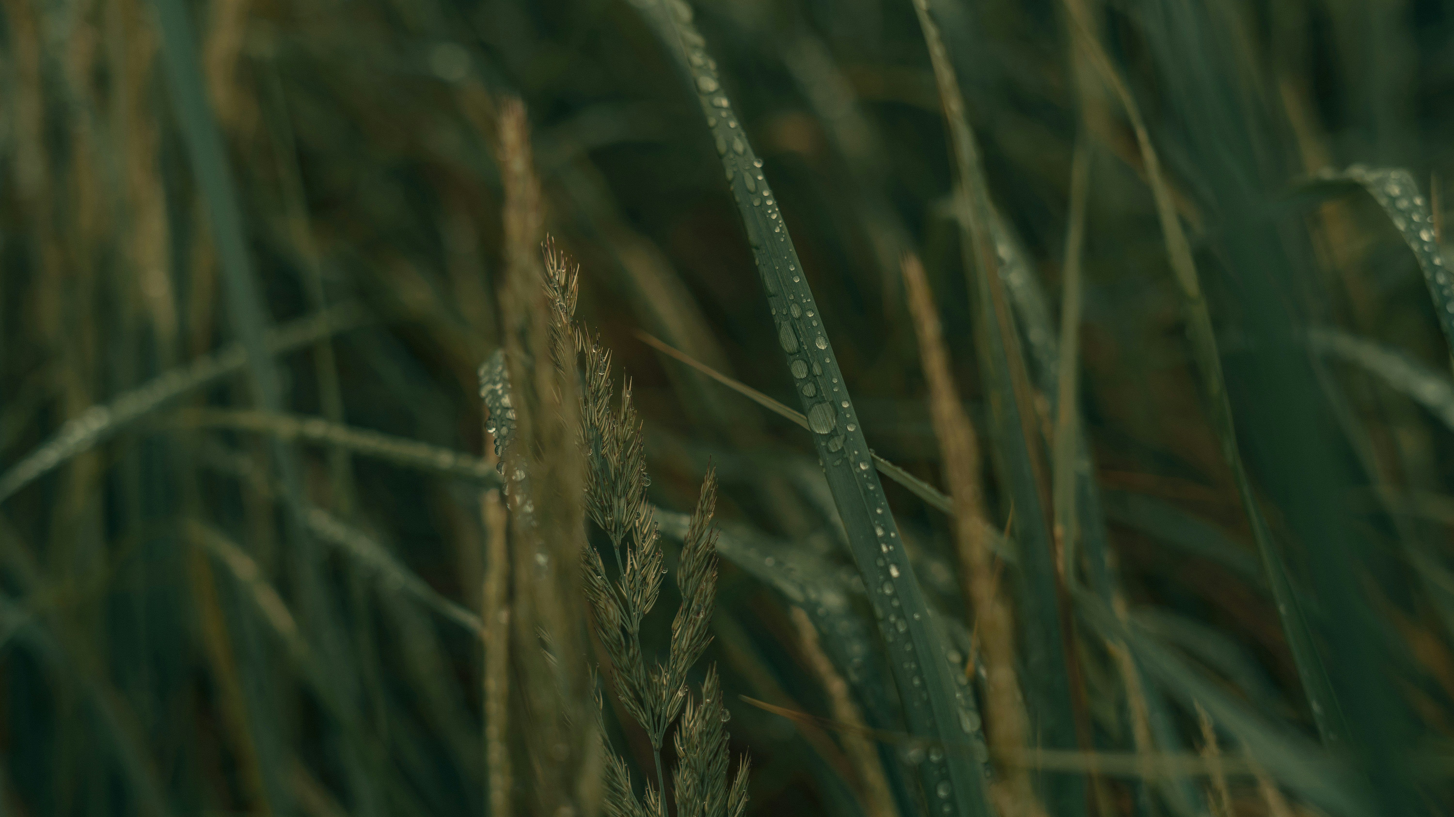 Dew-kissed Grass Portrait in Low Light