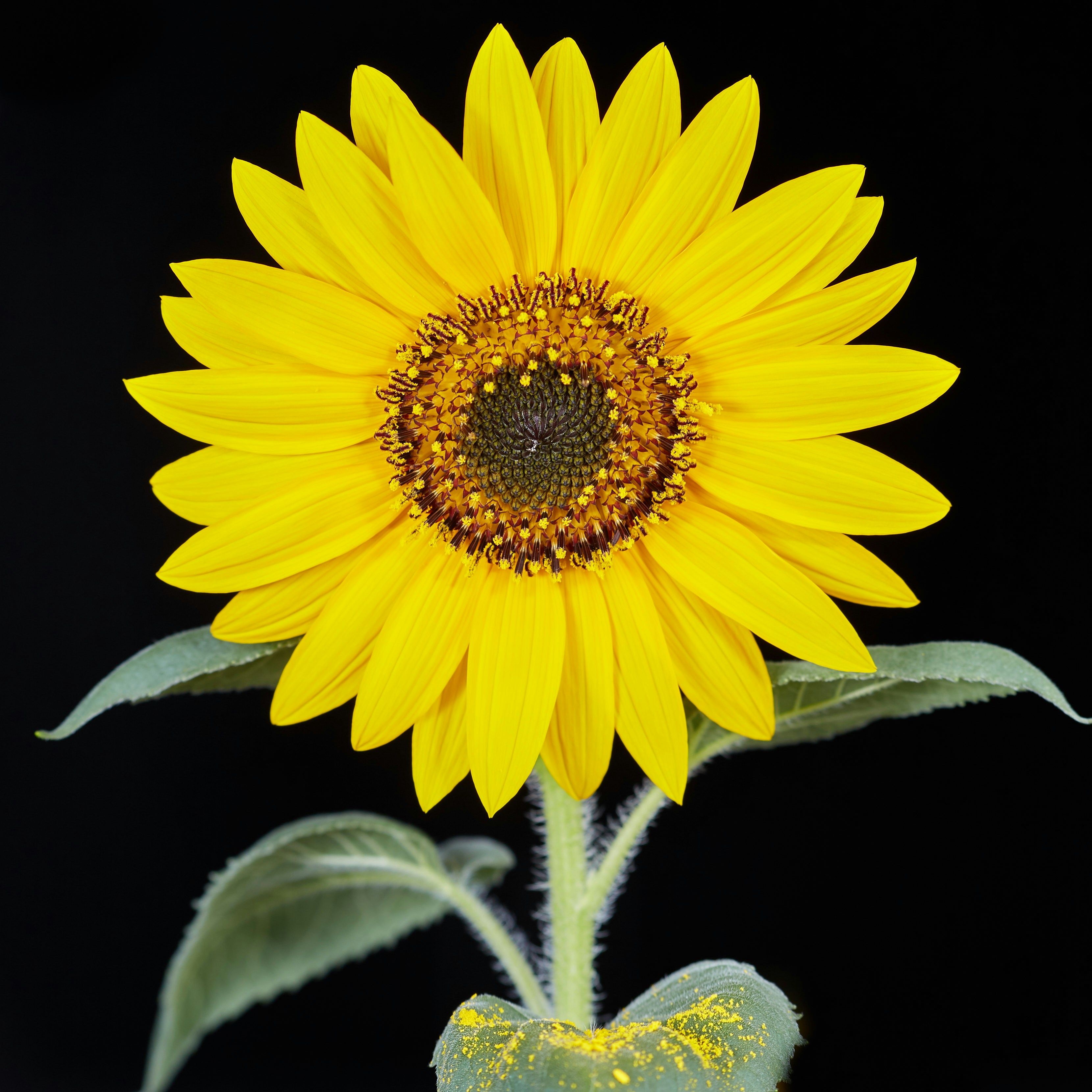 Yellow sunflower in close up photography photo – Free Blossom Image on ...