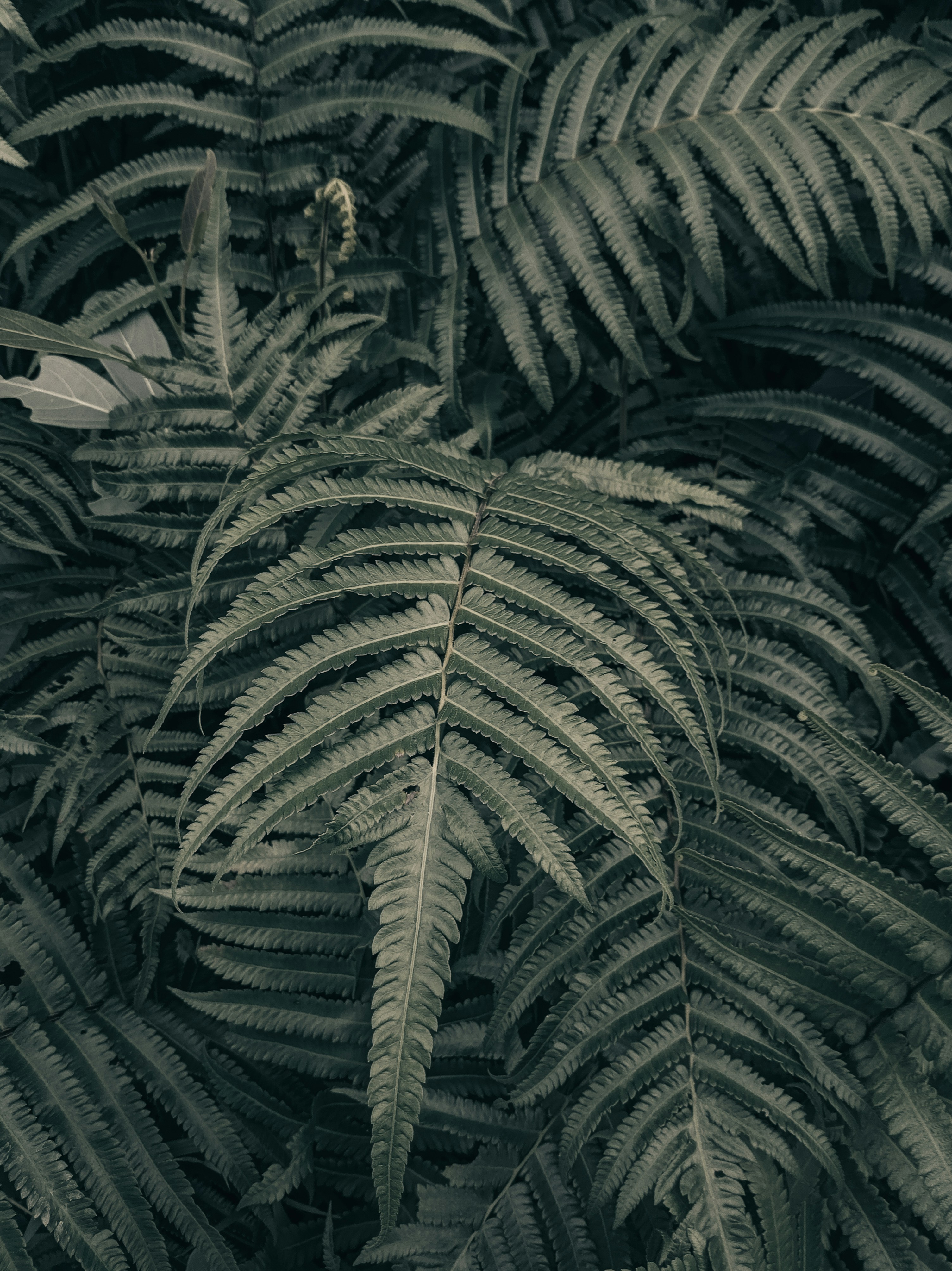 Close-up photograph of dense fern fronds with muted green tones, highlighting leaf texture and natural pattern.