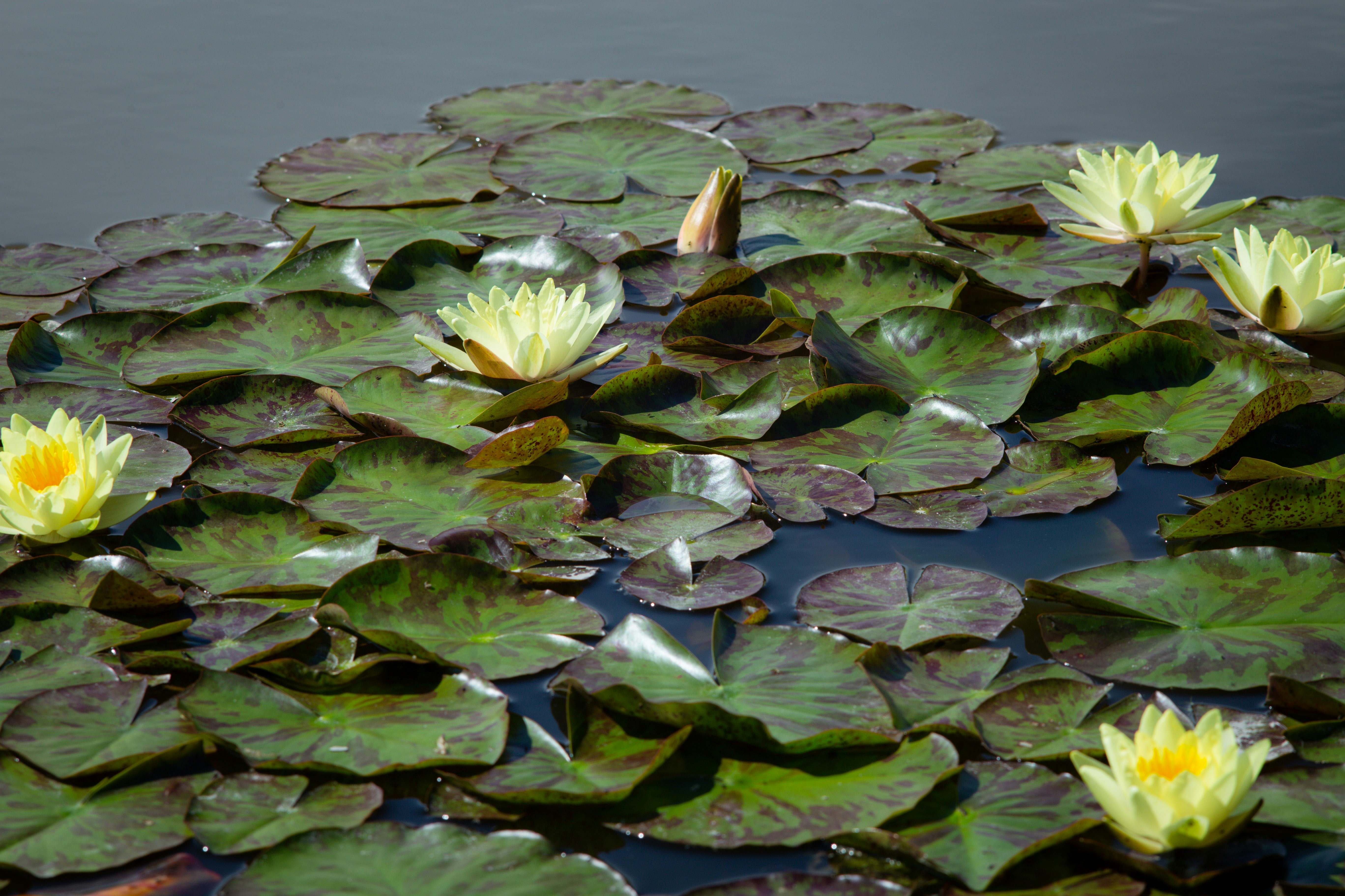 Yellow water lilies bloom amidst lush green lily pads on a tranquil pond surface.