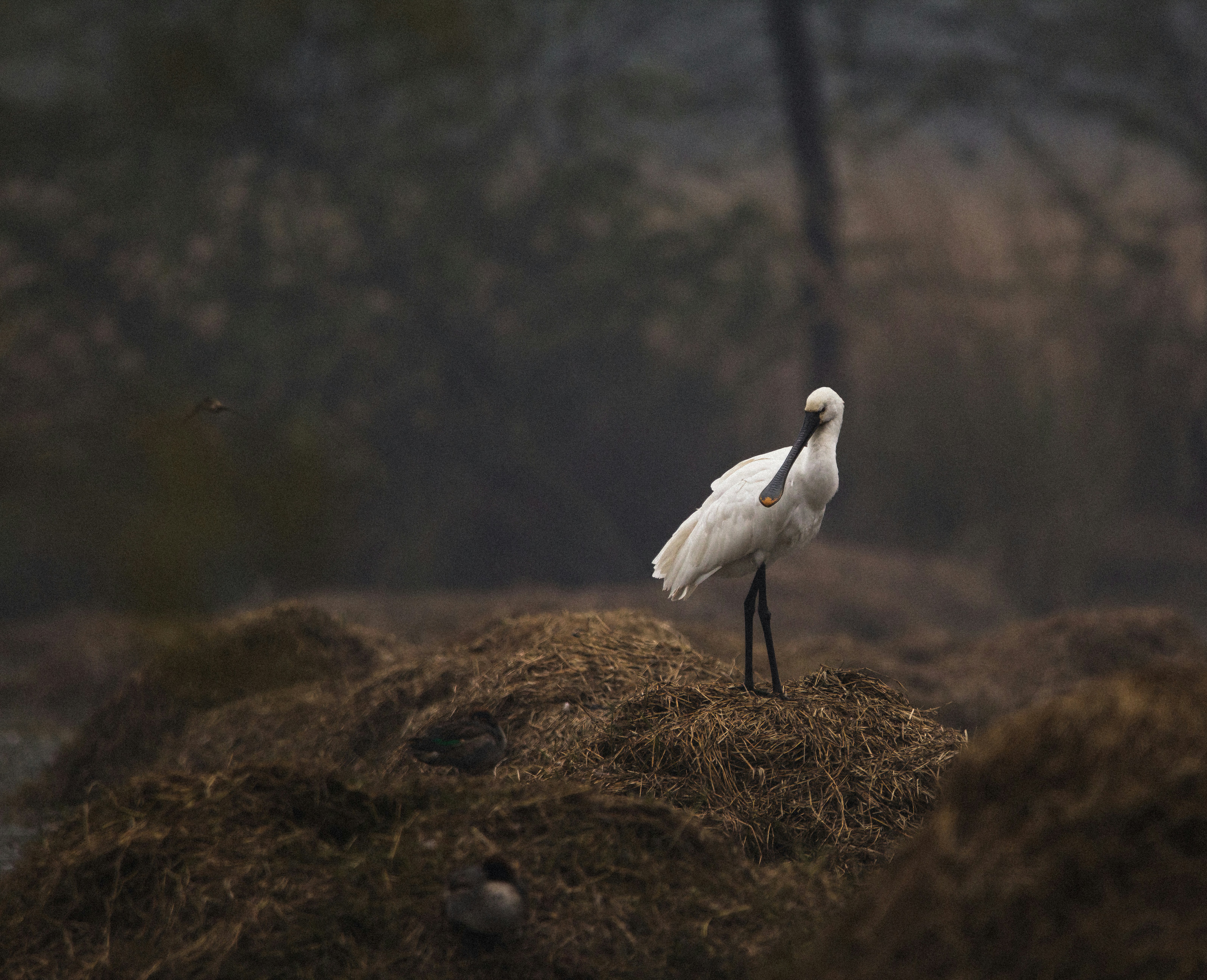 Elegance Amidst the Mist