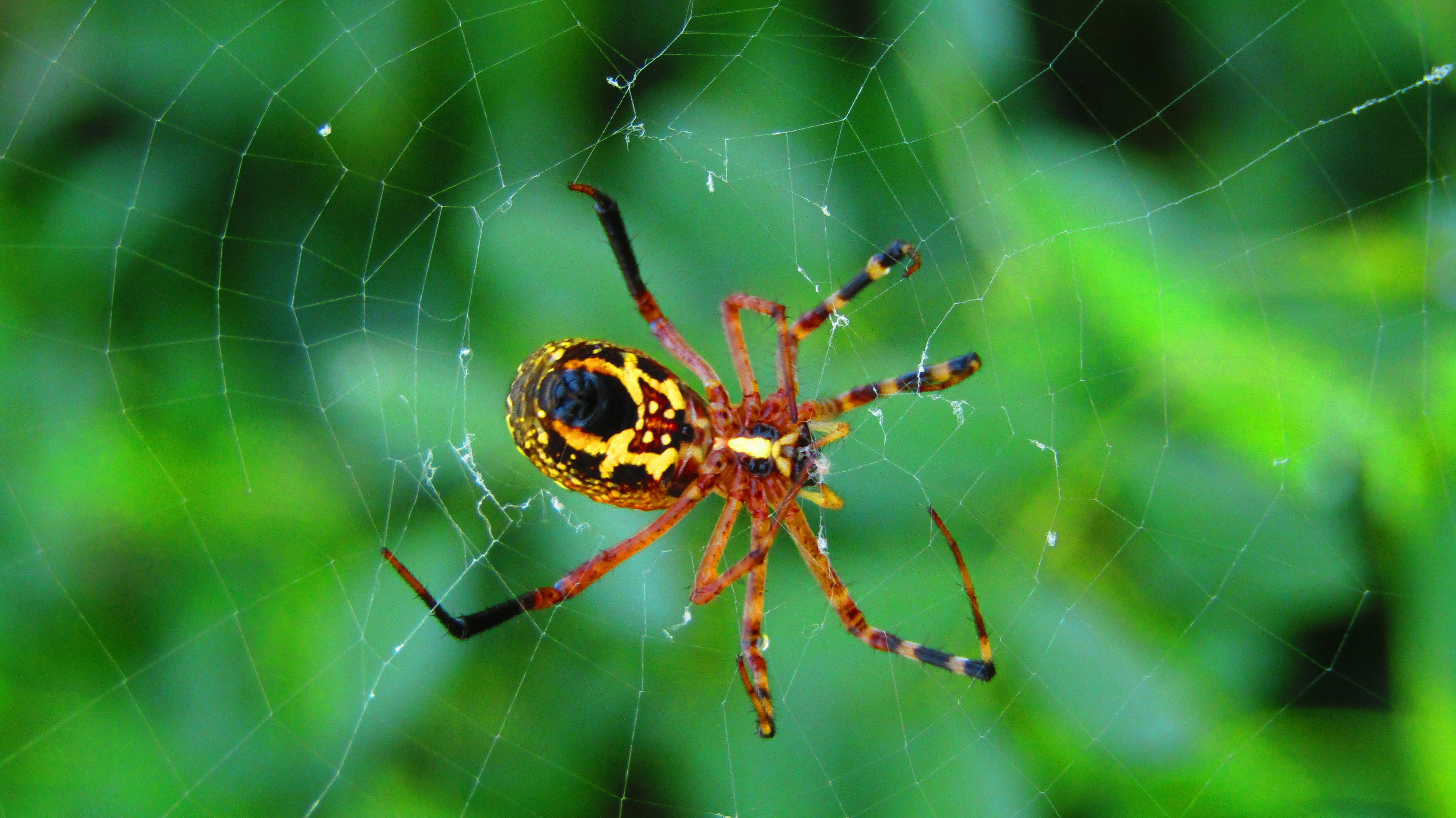 A vibrant spider meticulously crafting its web, showcasing intricate patterns against a lush green backdrop.