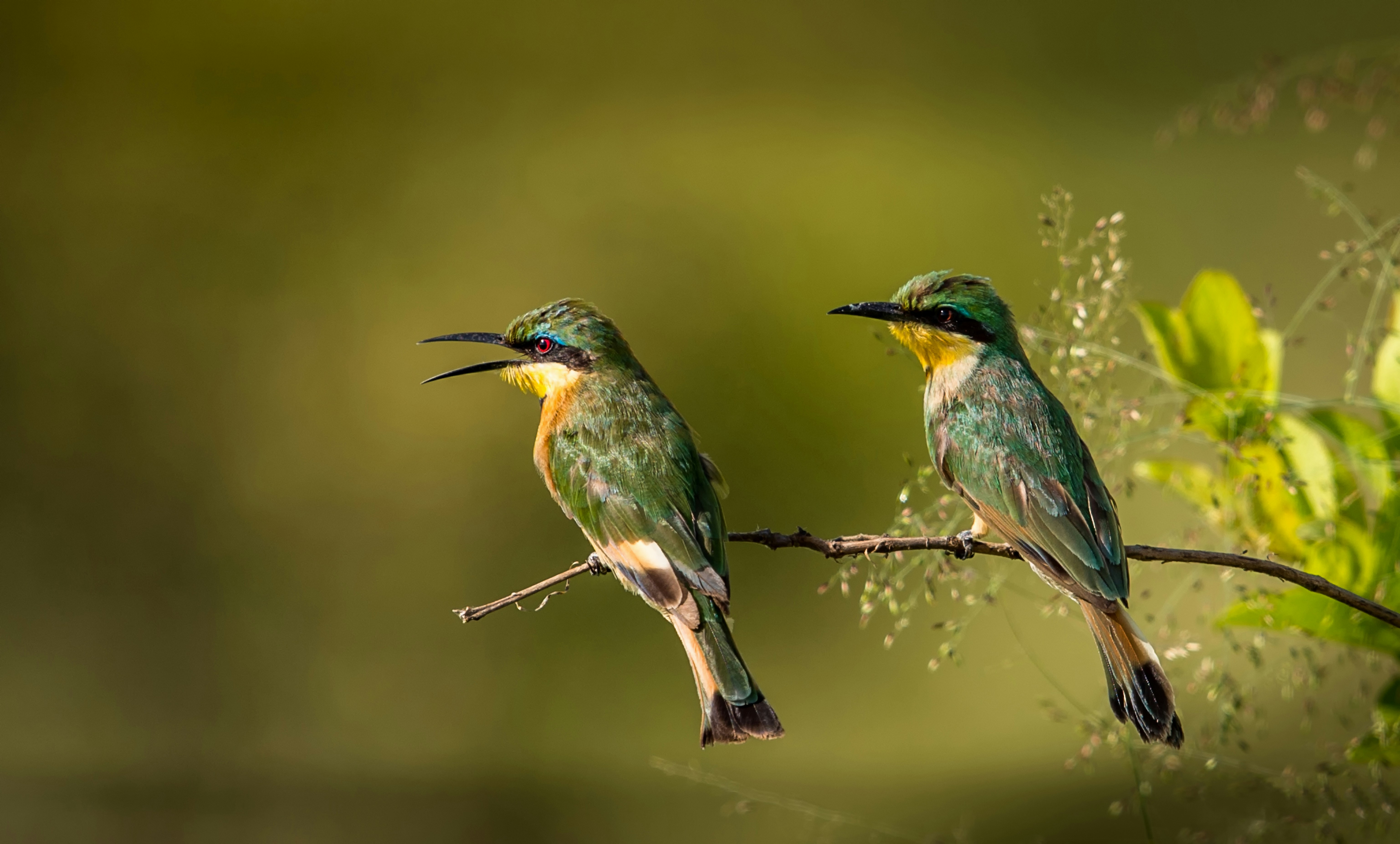 Why submit an extended abstract in BISS? - TDWG